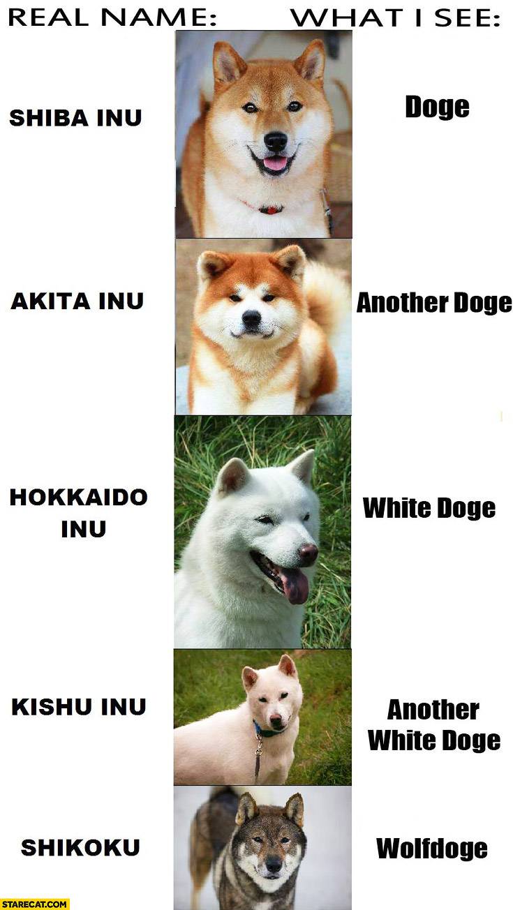 An introduction to Japanese dog breeds | Scrolller