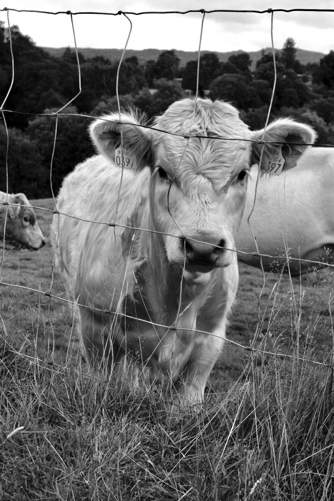 An Irish Cow ☘️ | Scrolller