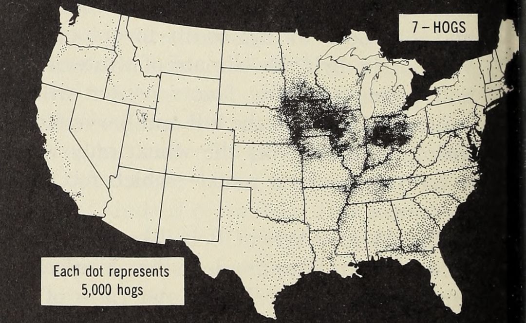 Ancient Hog Knowledge | Scrolller