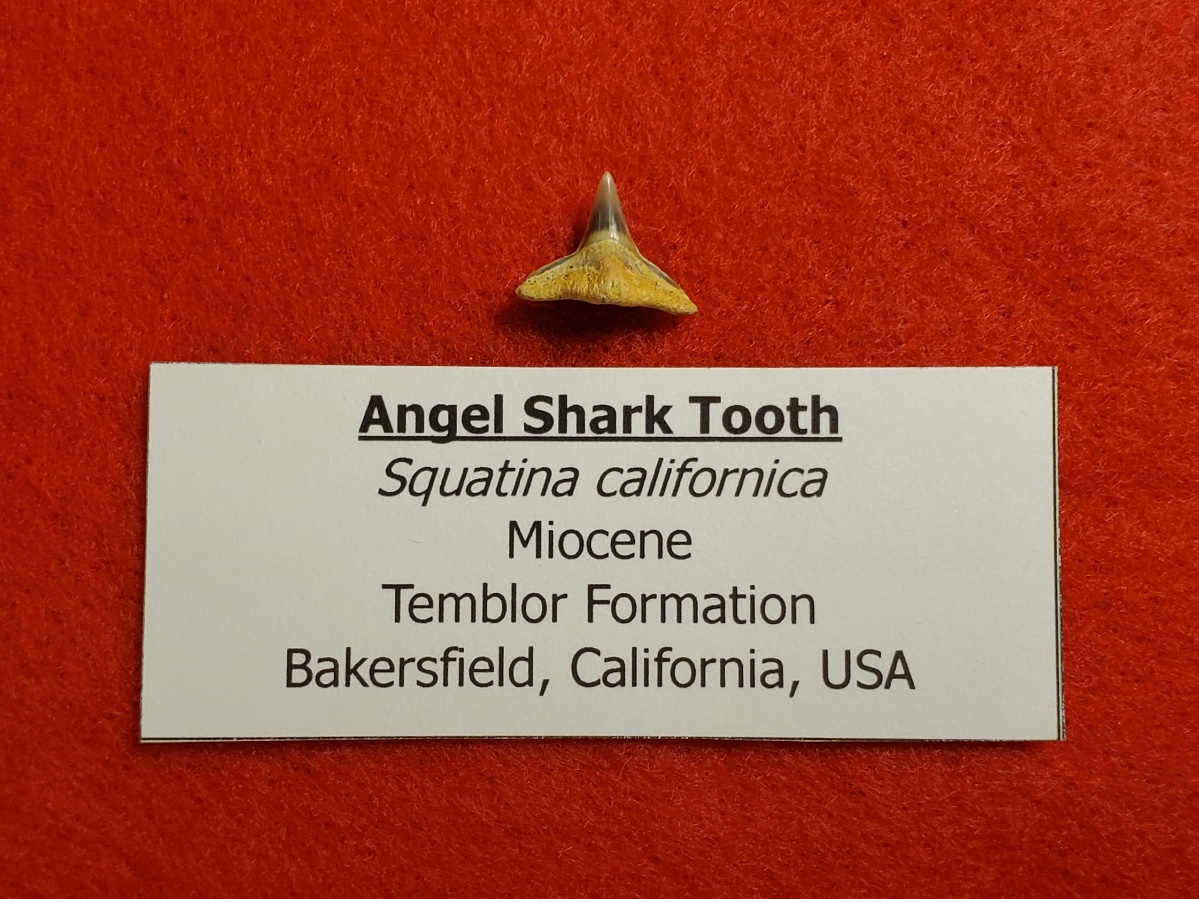 Angel Shark Tooth - Squatina californica | Scrolller