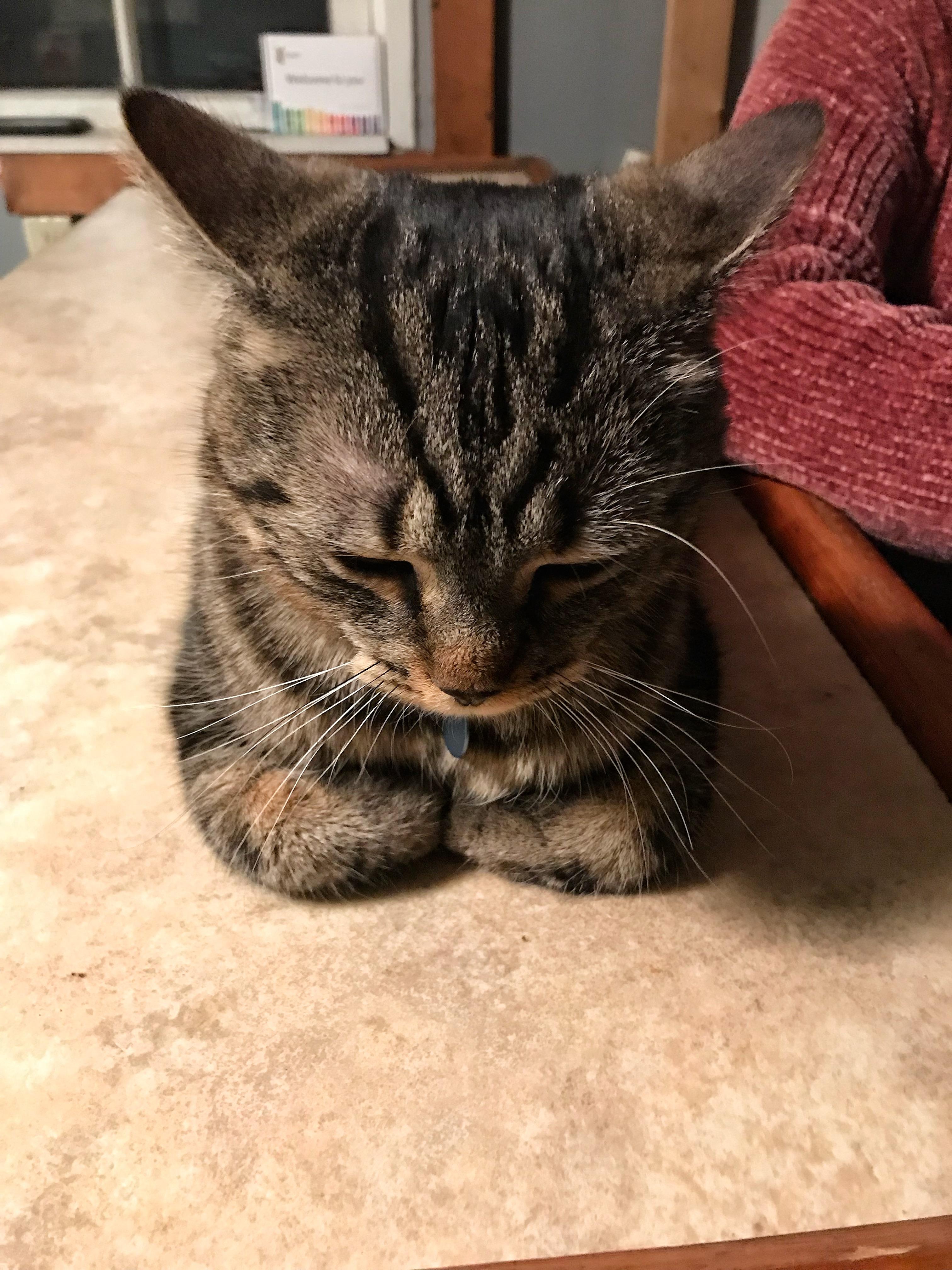 Discover more like Catloaf: Angry Loaf and Related Content | Scrolller