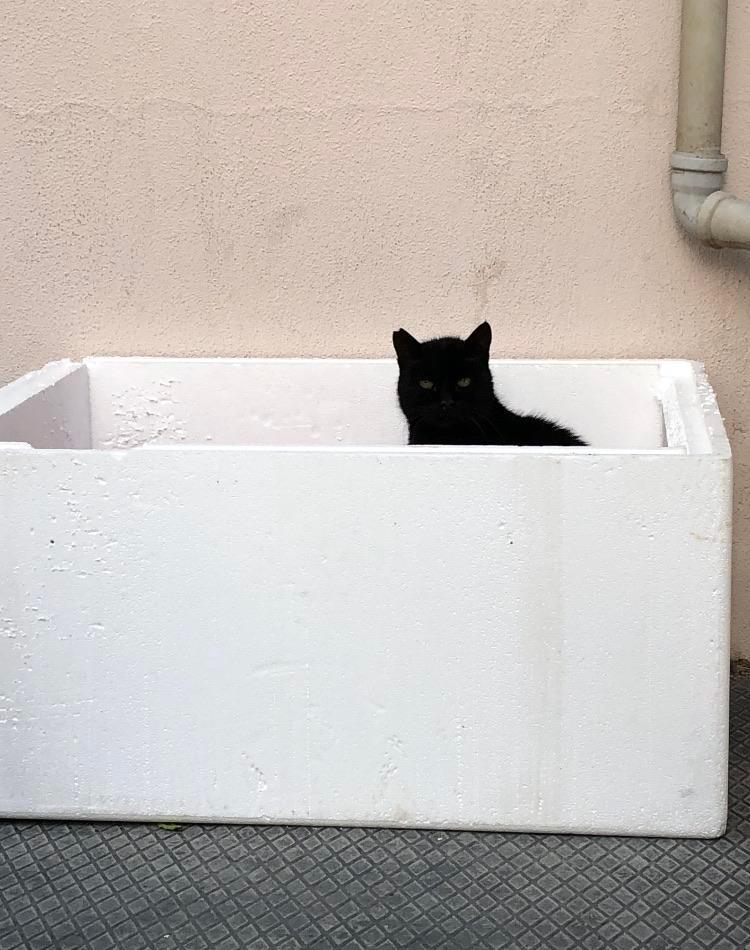 Angry potted void | Scrolller