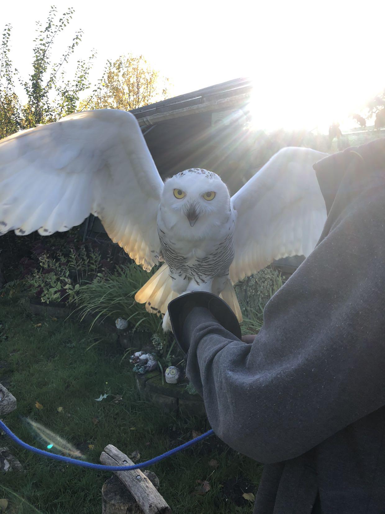 Angry snowy owl | Scrolller