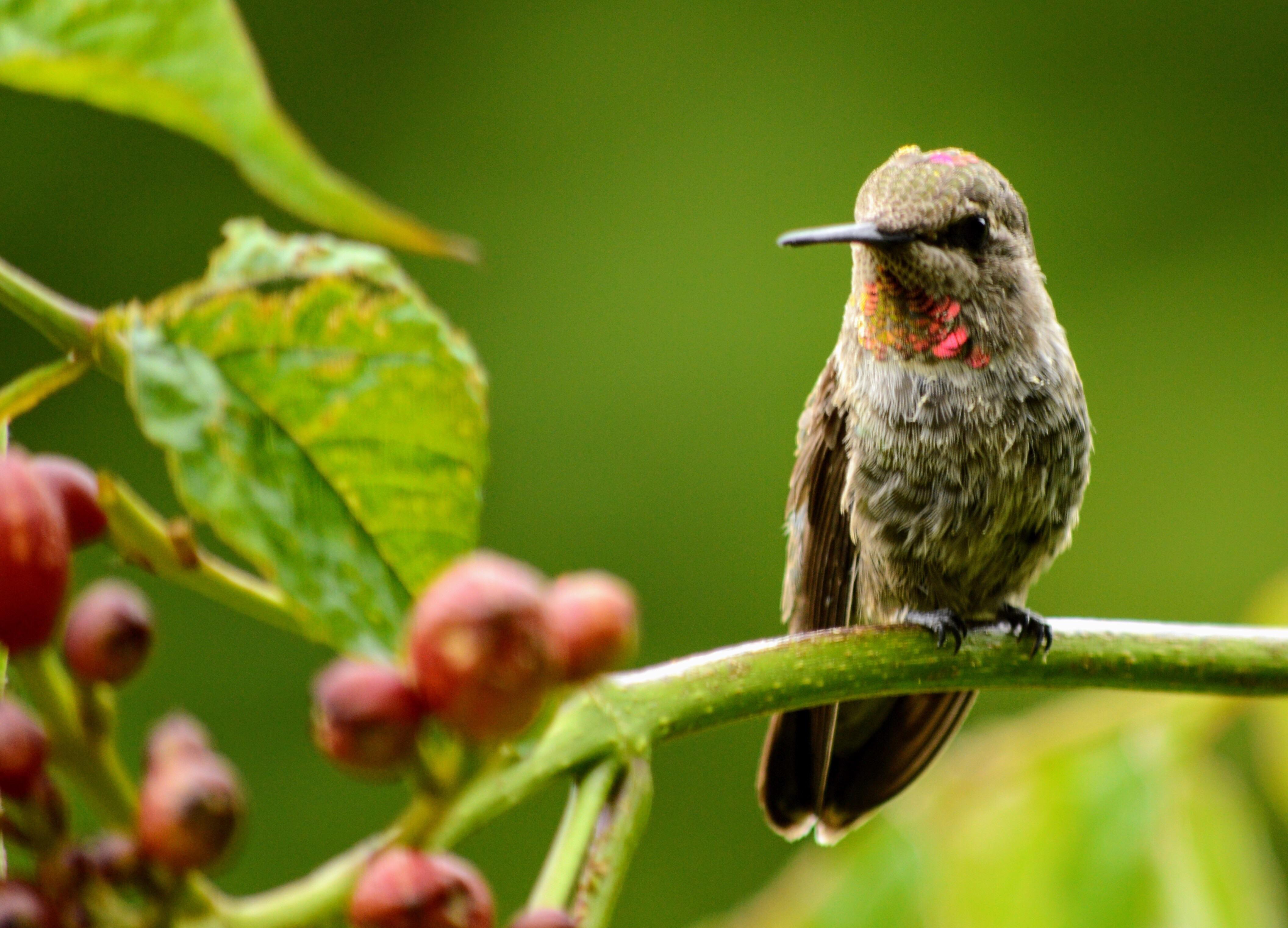 Anna’s Hummingbird | Scrolller