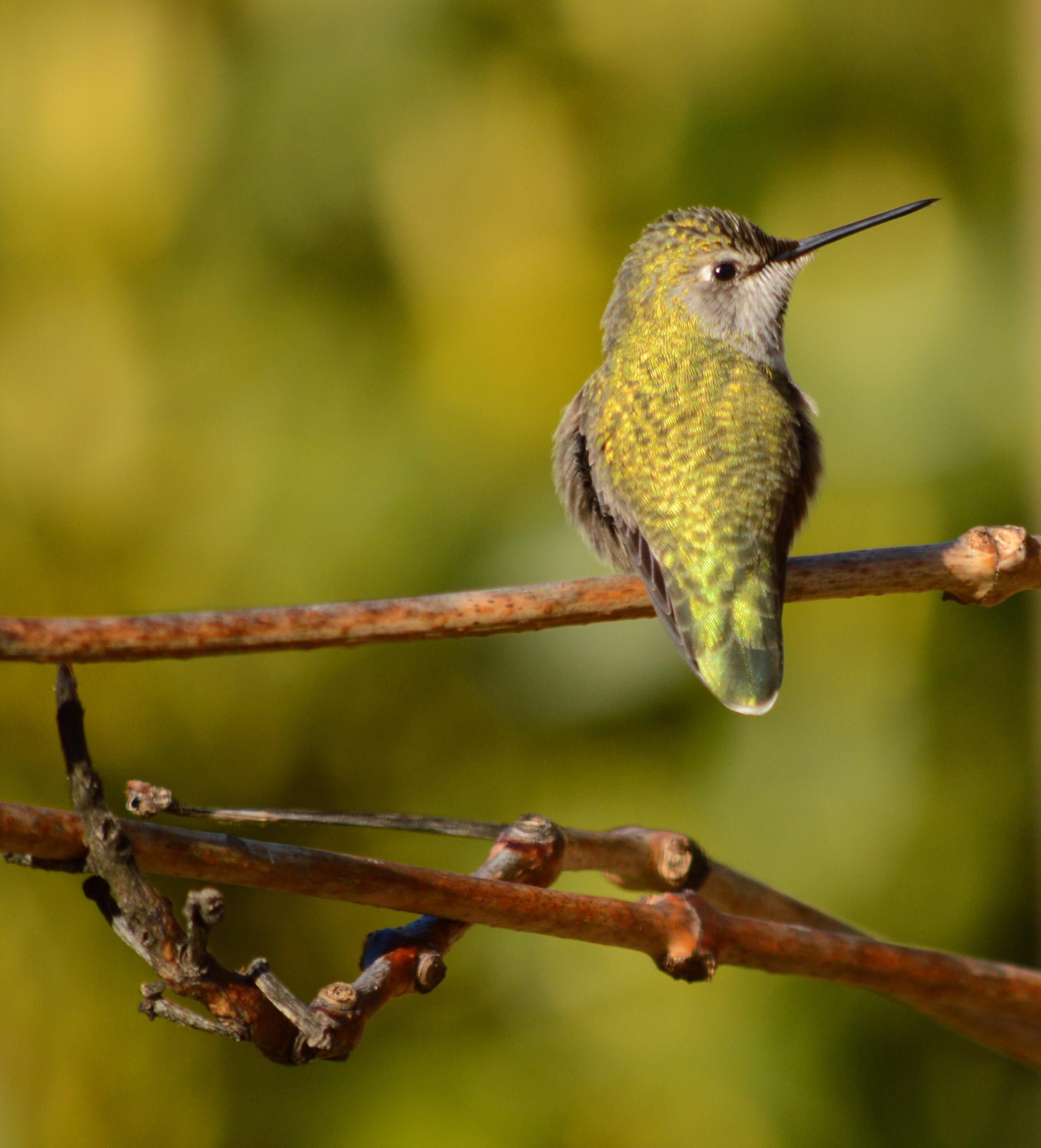 Anna’s Hummingbird | Scrolller