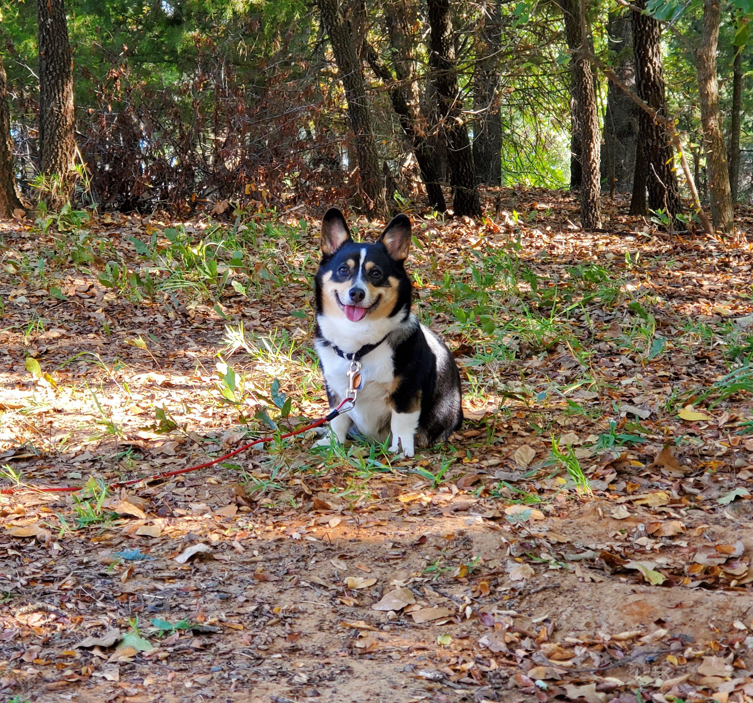 Annie's glamourshot from her first camping trip! | Scrolller