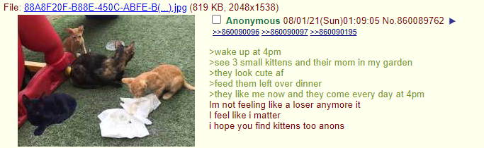 Anon feeds some kittens | Scrolller