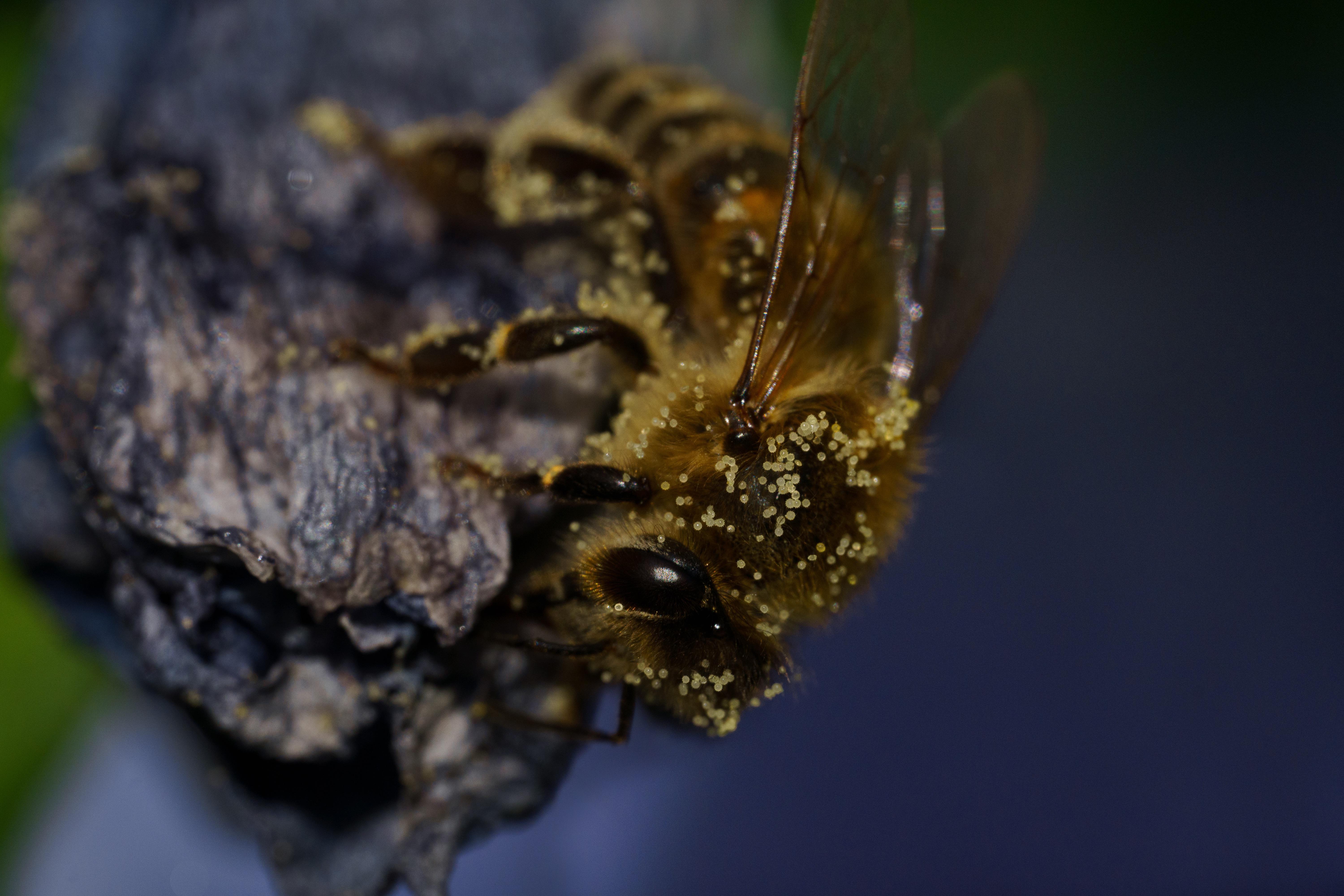 Another bee covered in pollen | Scrolller