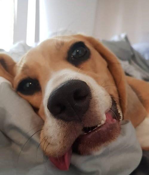 Another cute pic of my derpy pupper Kirby! | Scrolller