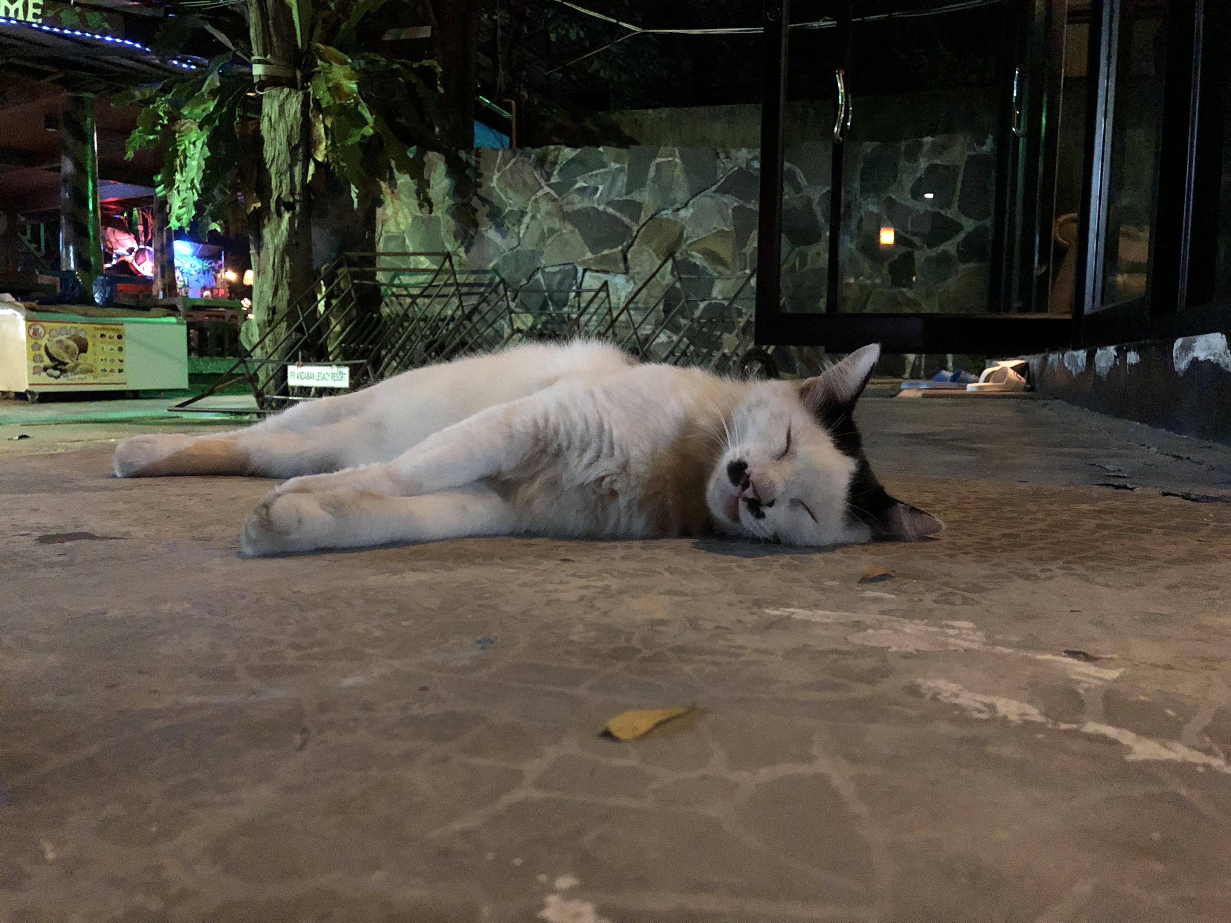 Another Kitler from Koh Phi Phi | Scrolller