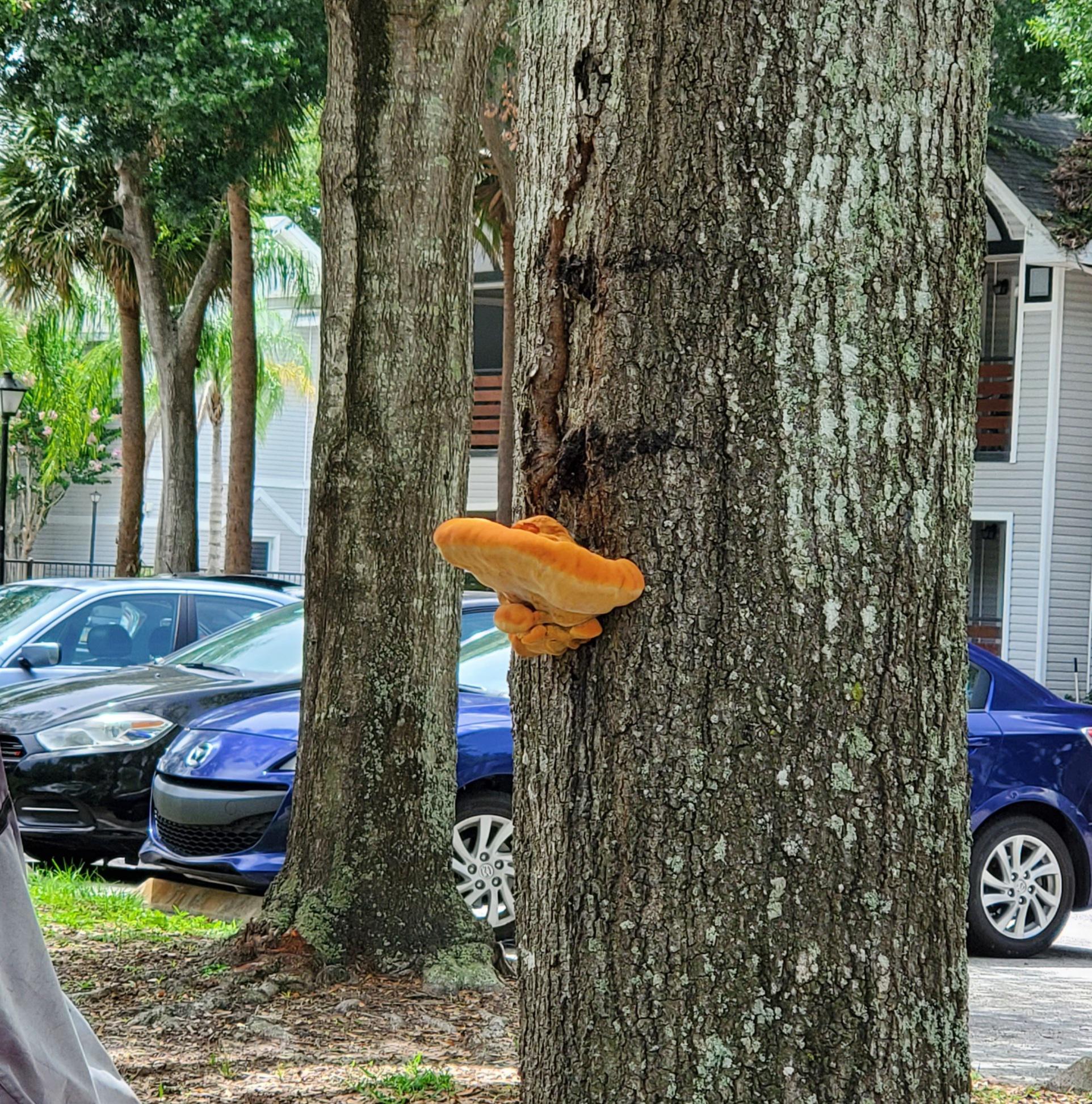 Another mush at my FL apartment | Scrolller