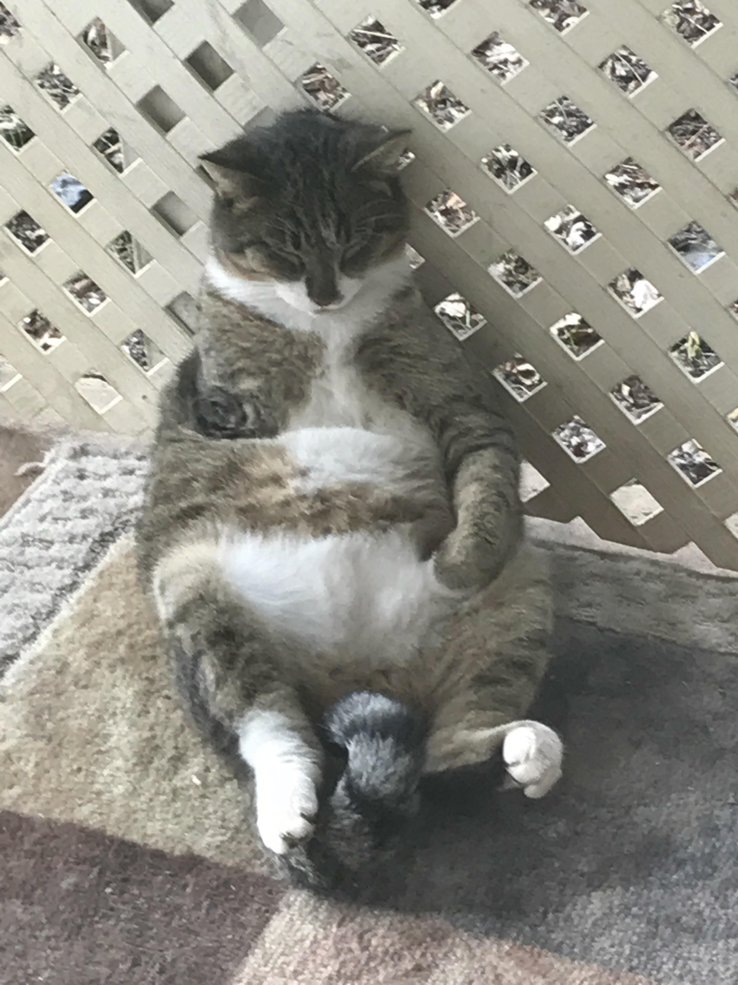 Another old picture of our three-legged cat, Stumpy. | Scrolller