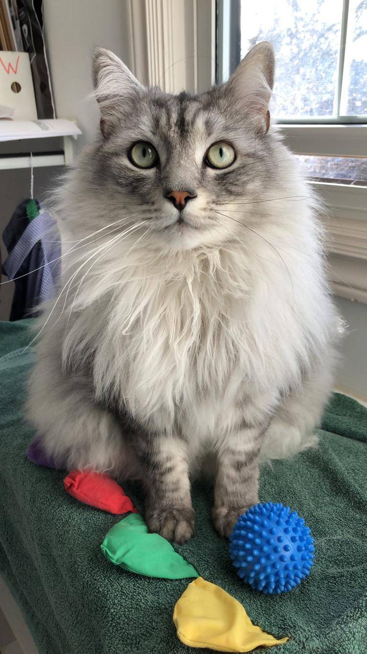 Another one of Zephyr the silver Siberian | Scrolller