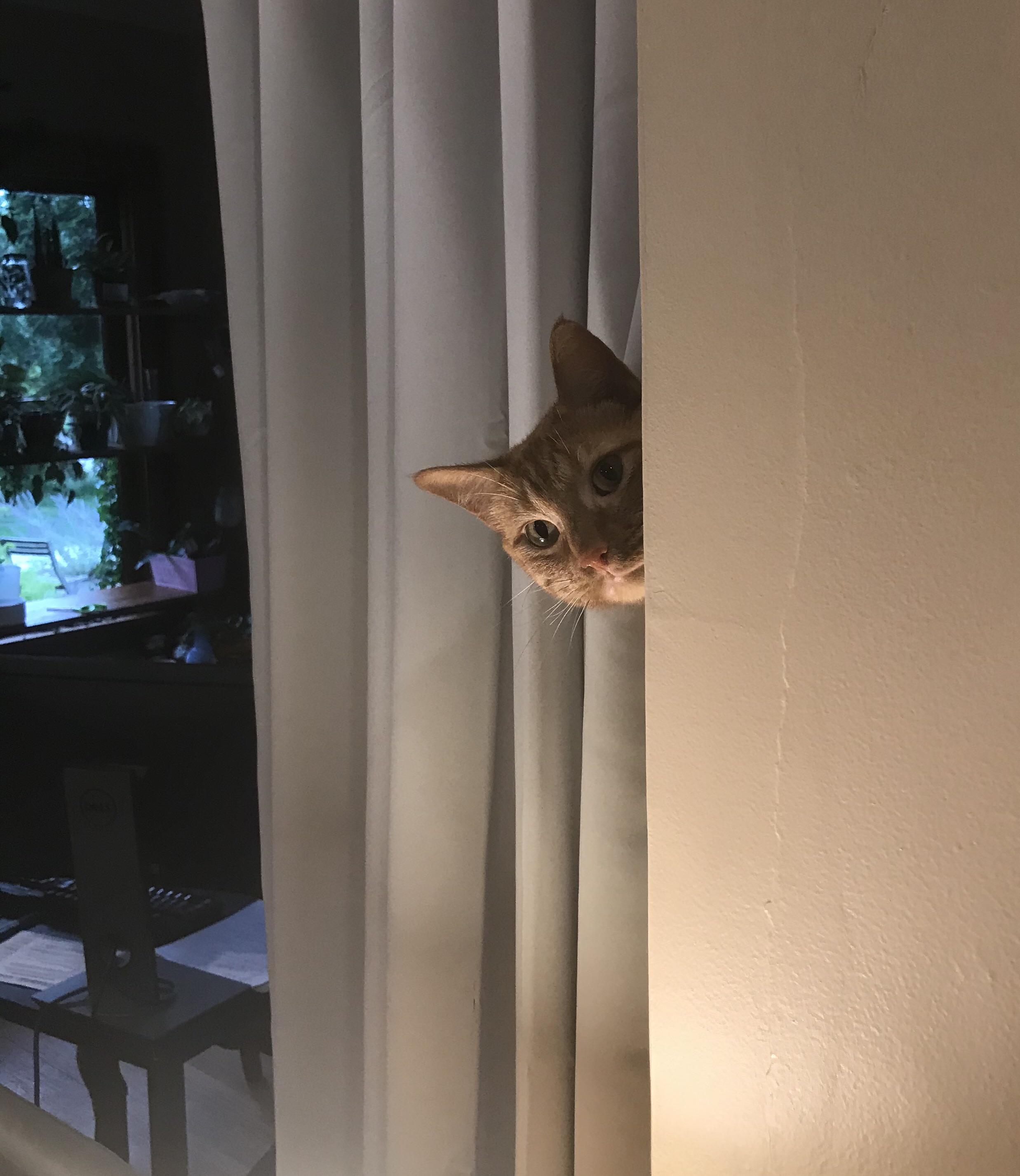 Another spy from the Cat Dimension | Scrolller