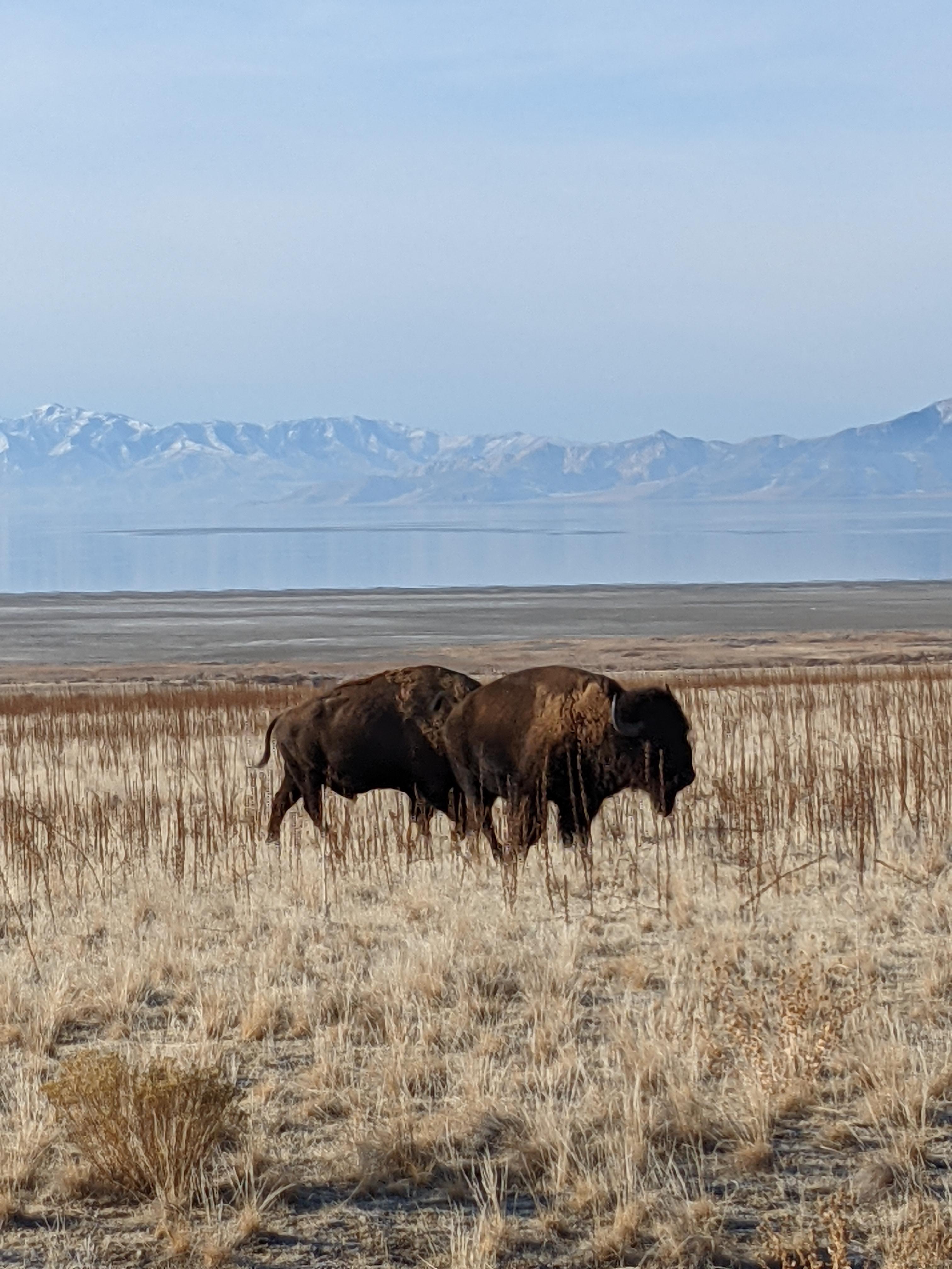 Antelope Island State Park (but this is a bison) | Scrolller