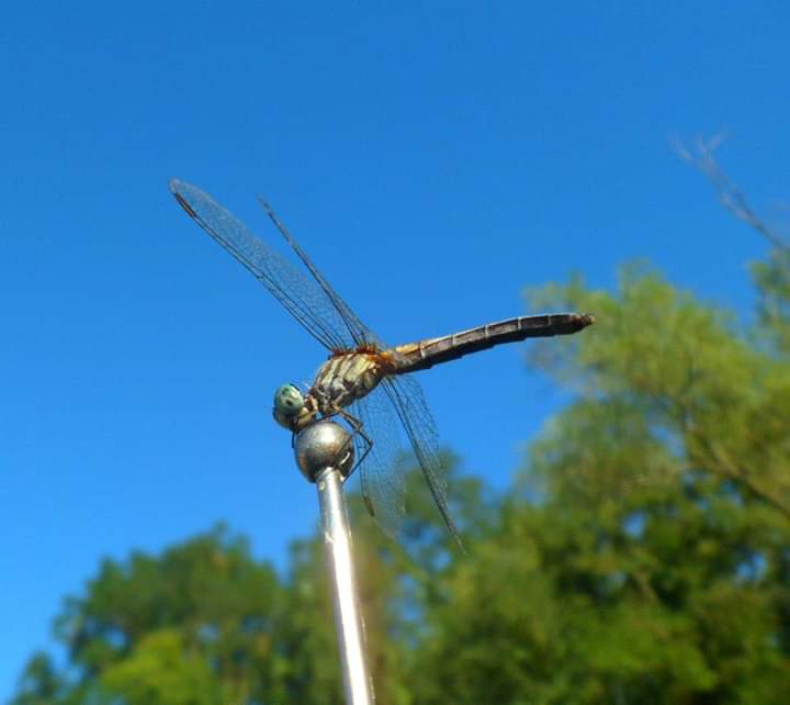 Antenna dragonfly | Scrolller
