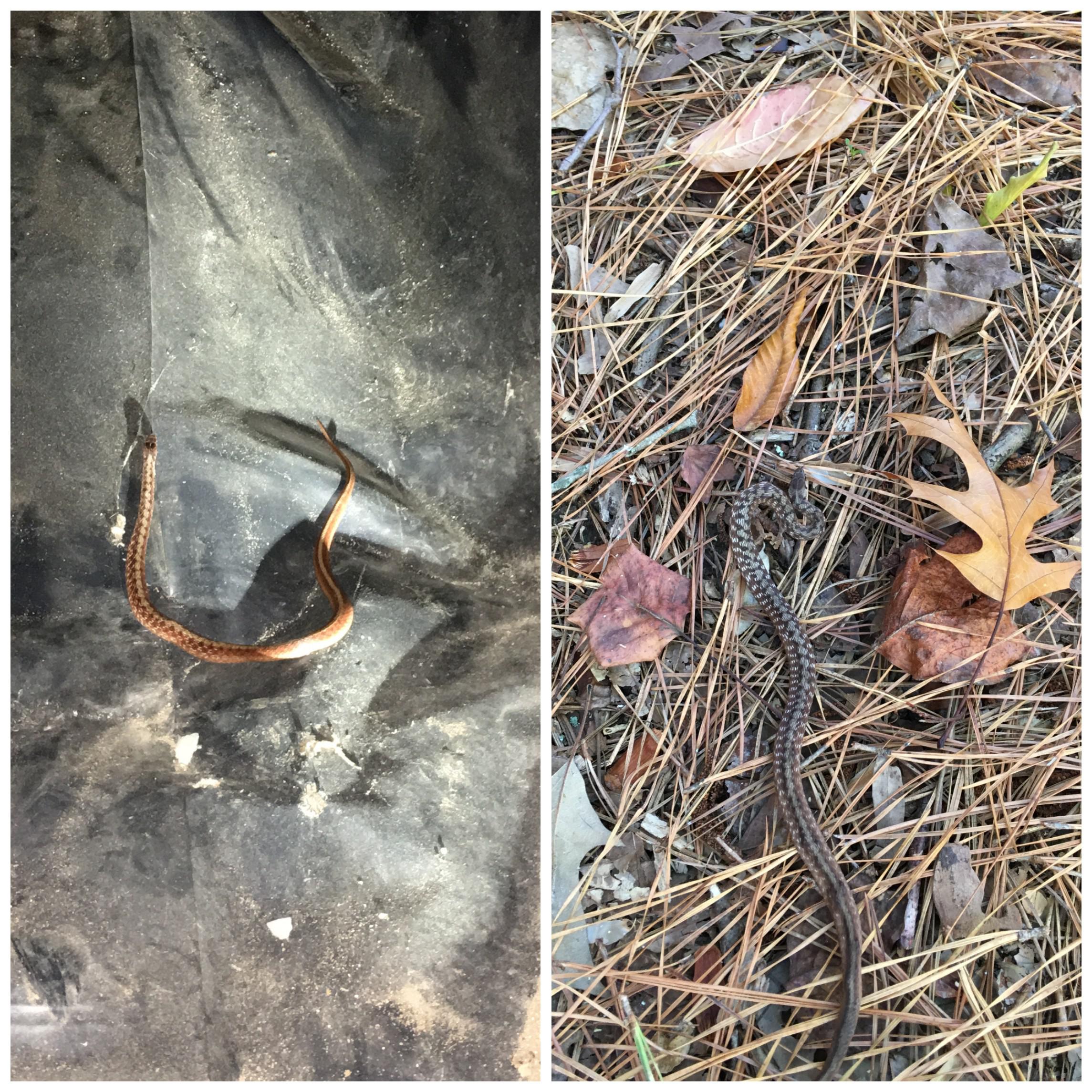 Any help with identity on these snakes in Atlanta? | Scrolller