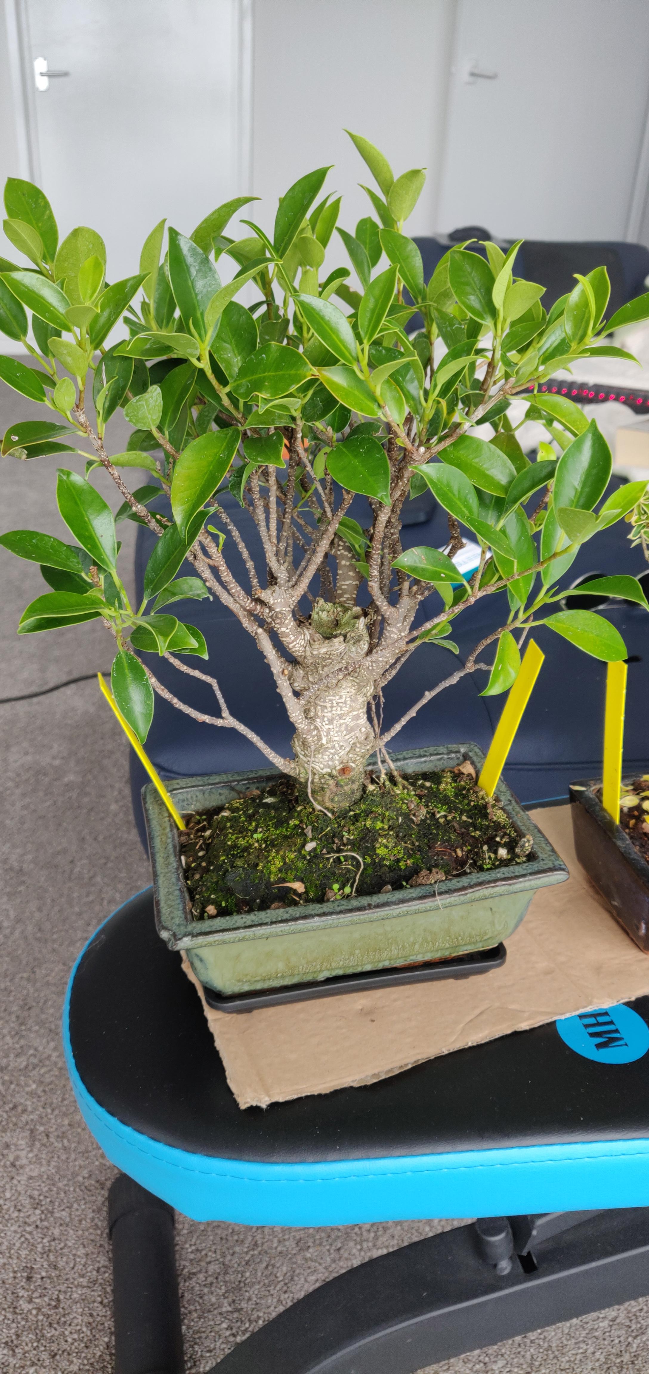 Discover more like BonsaiPorn: Any ideas how could I style this ficus? and Related Content ...