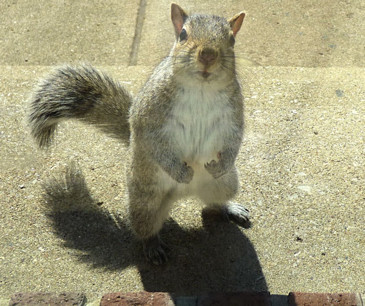 Any Nuts in there Human? 🥜🥜🐿 | Scrolller