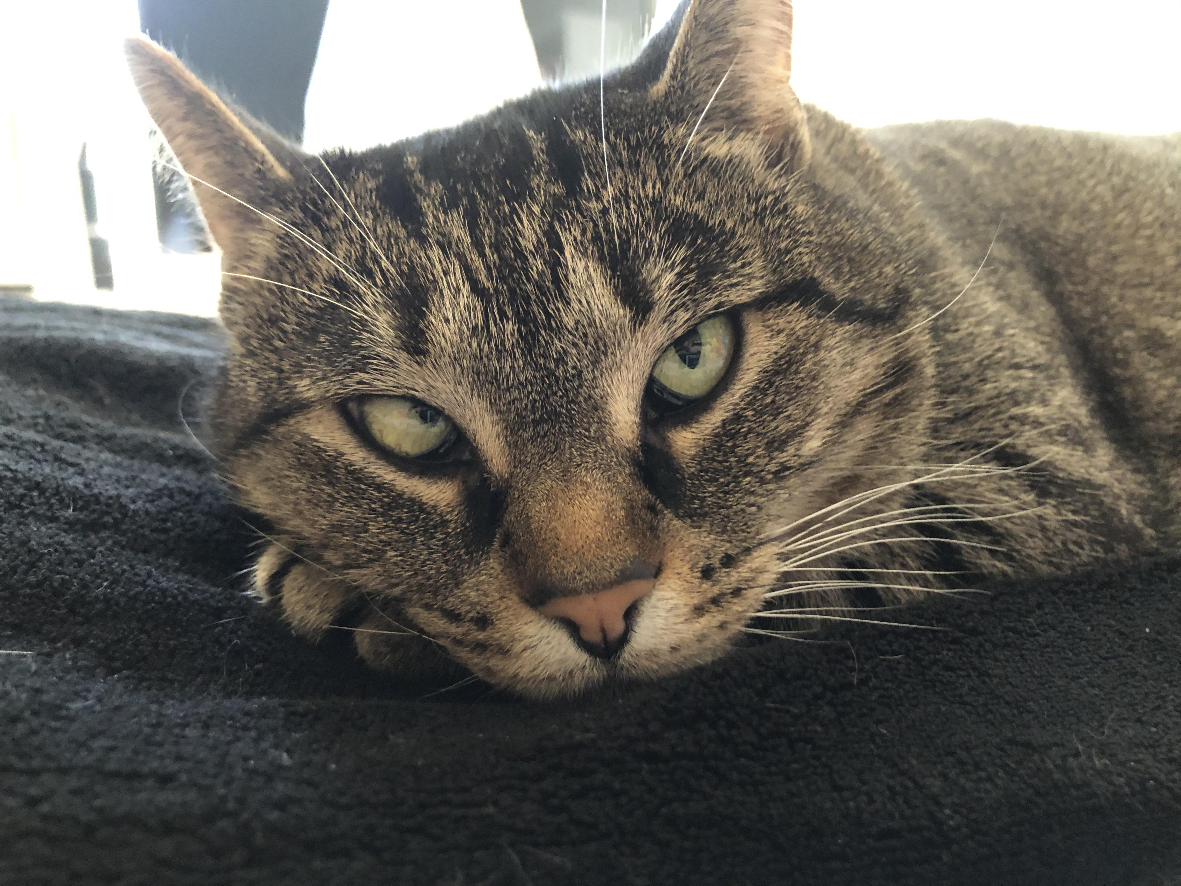 any other cross eyed tabby owners here? | Scrolller