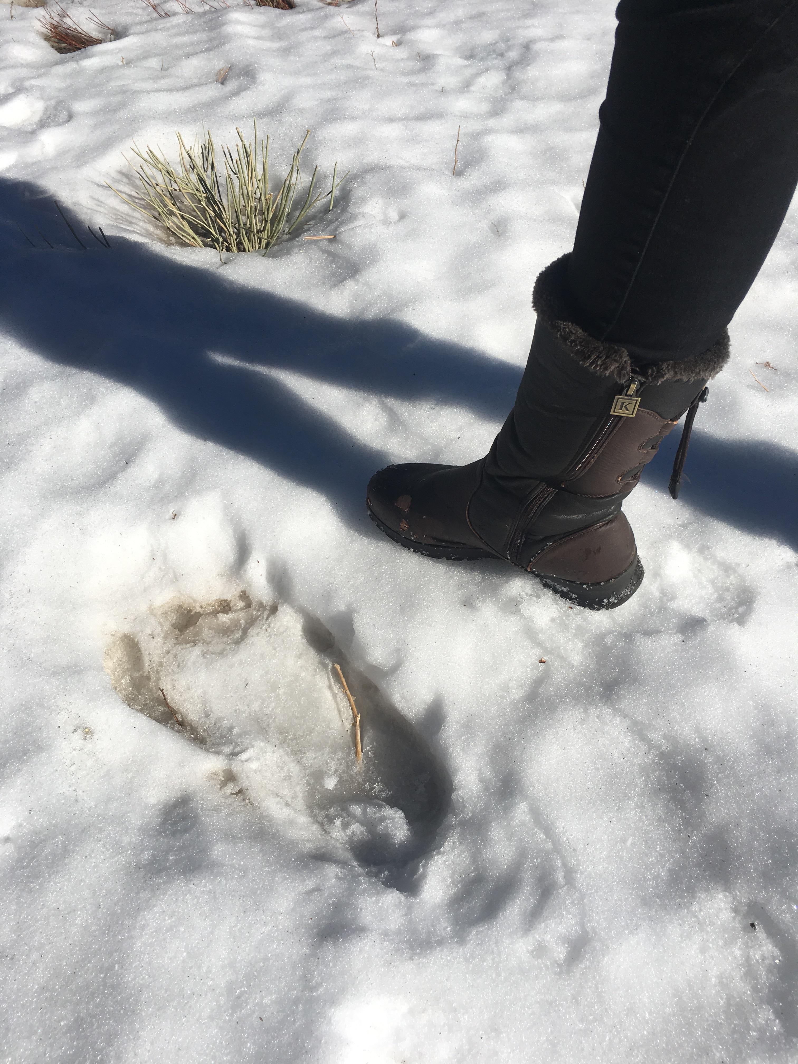 Any thoughts on this footprint? (Angeles Forest) | Scrolller