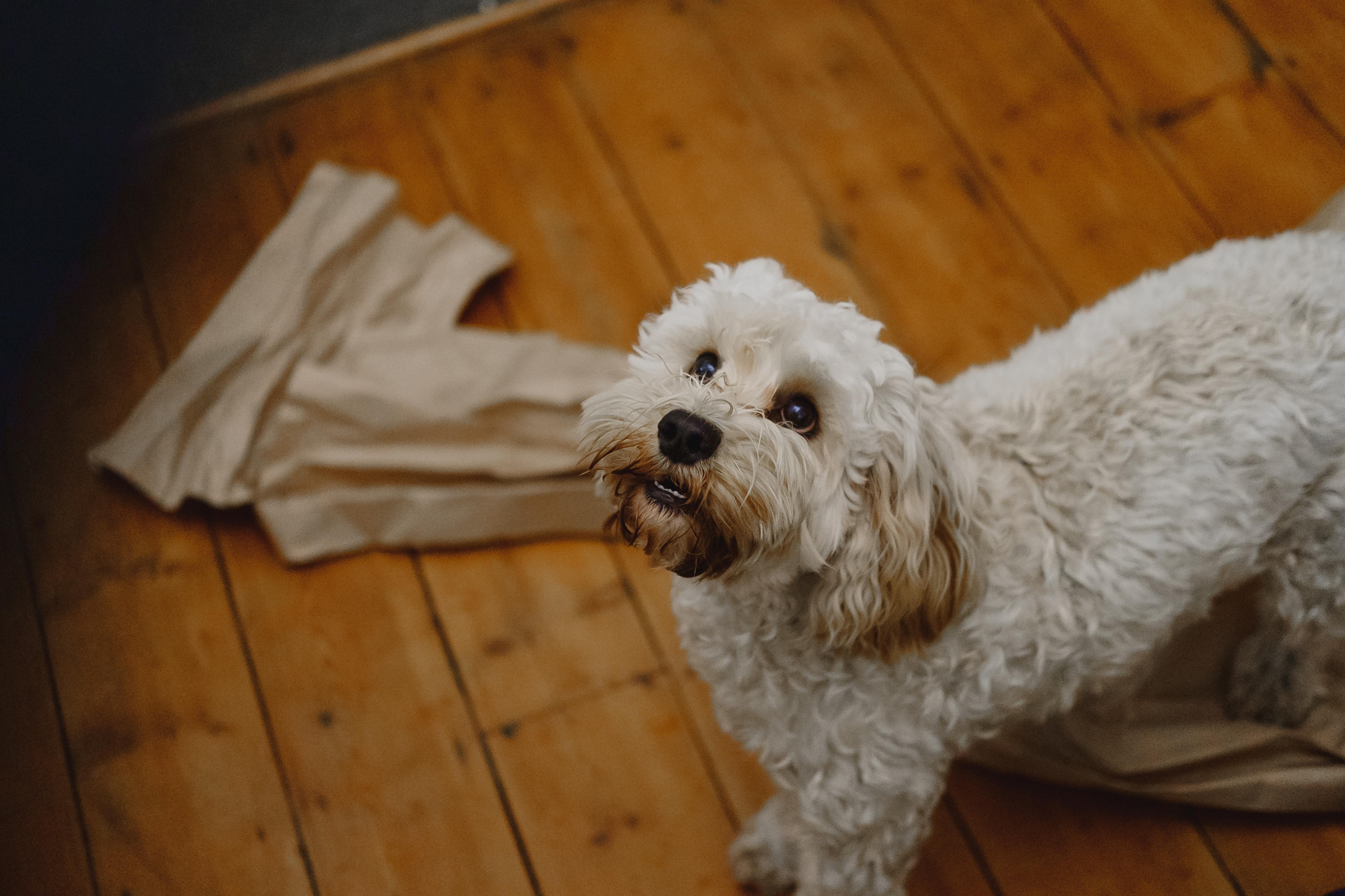 Any tips for keeping a cheeky Cavapoo chin clean? | Scrolller