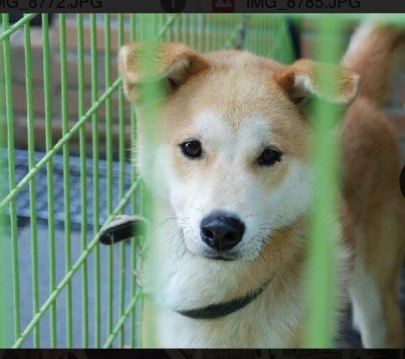 Anybody have any idea what this beautiful Jindo mix might be mixed with? | Scrolller