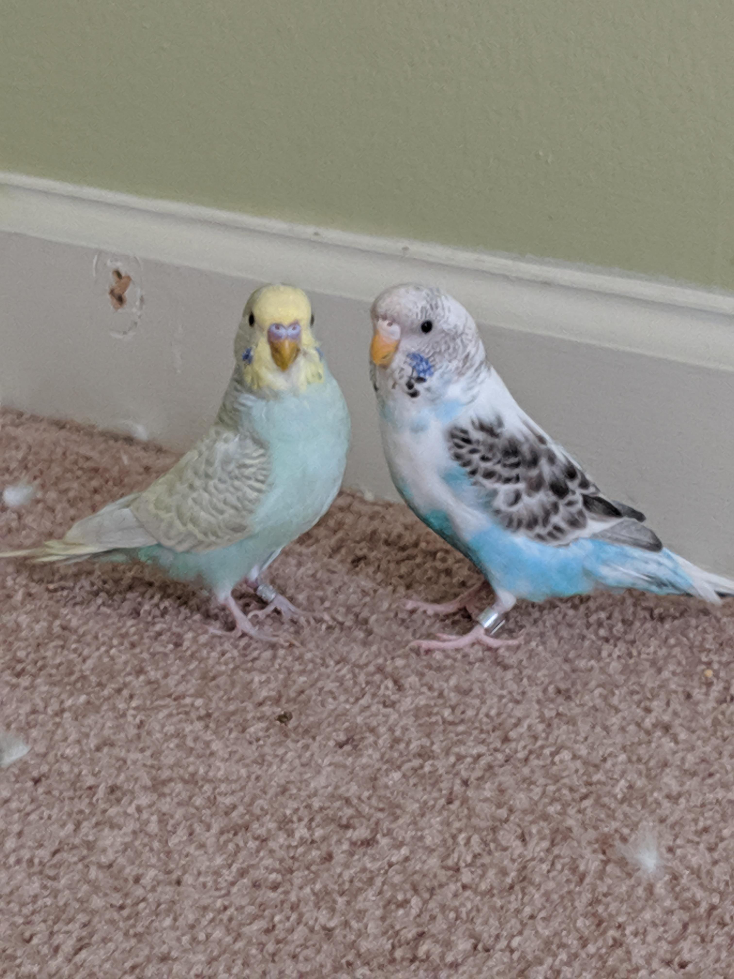 Anyone know the gender? | Scrolller