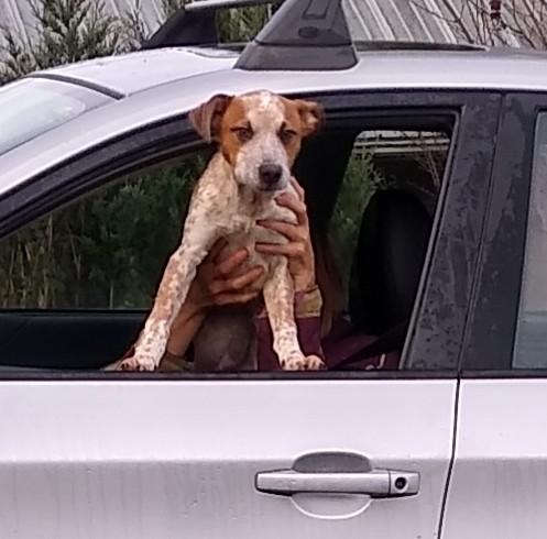 Anyone lost a dog? | Scrolller