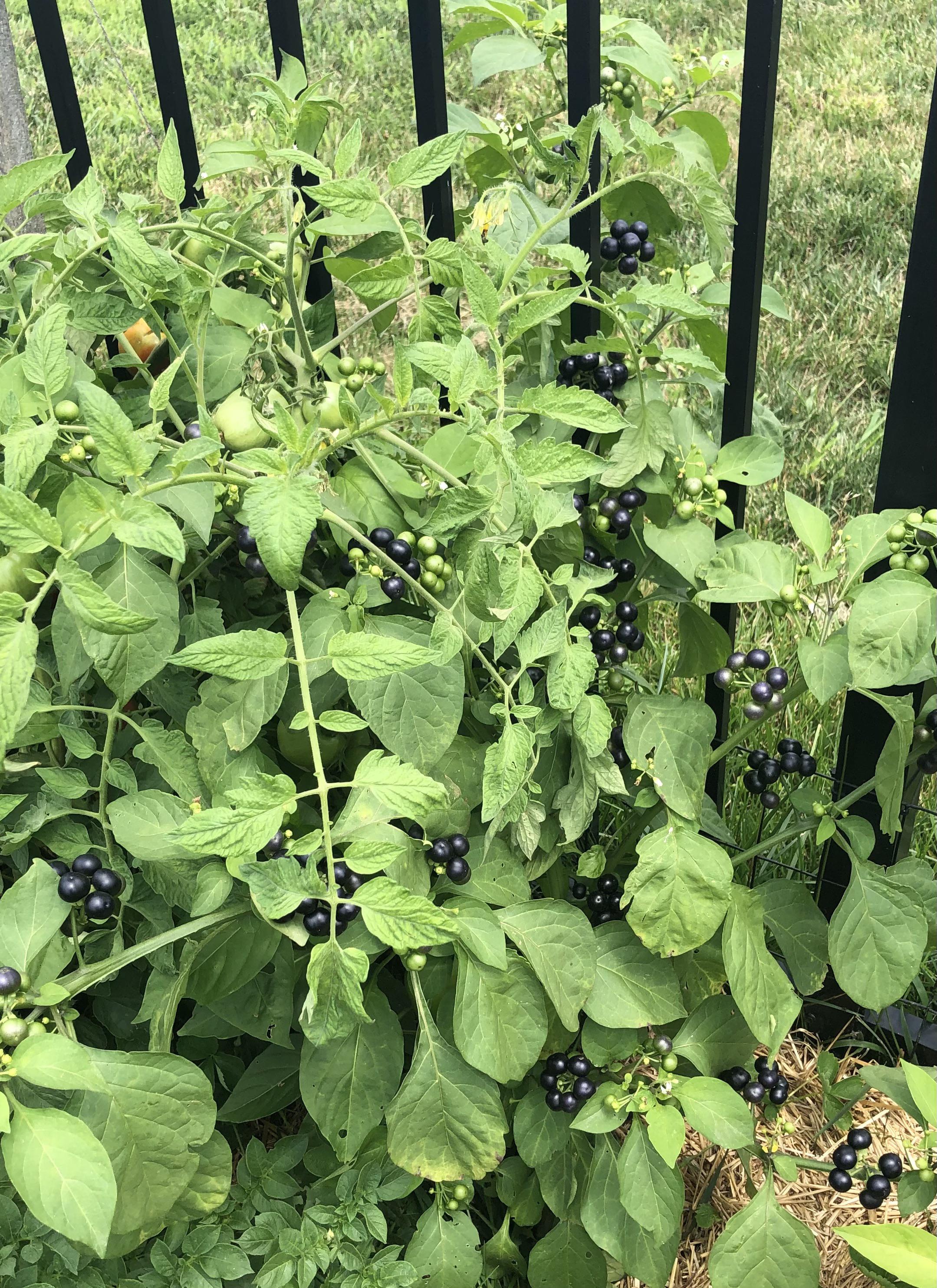 Anyone wanna help identify my mystery plant? | Scrolller