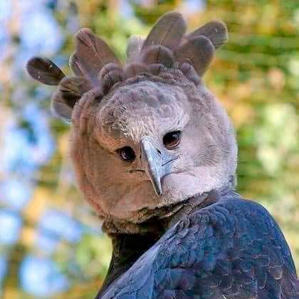 Apex Predator : Harpy Eagle (Biggest Raptors in the Rainforest) | Scrolller