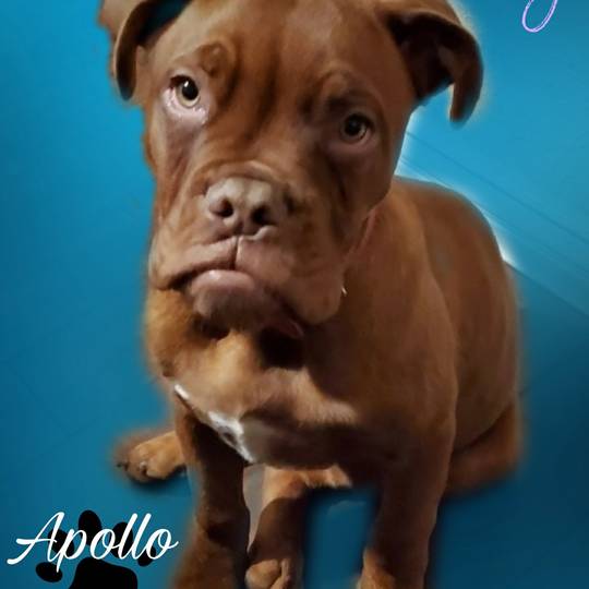 Apollo Dogue de Bardeaux Baby | Scrolller