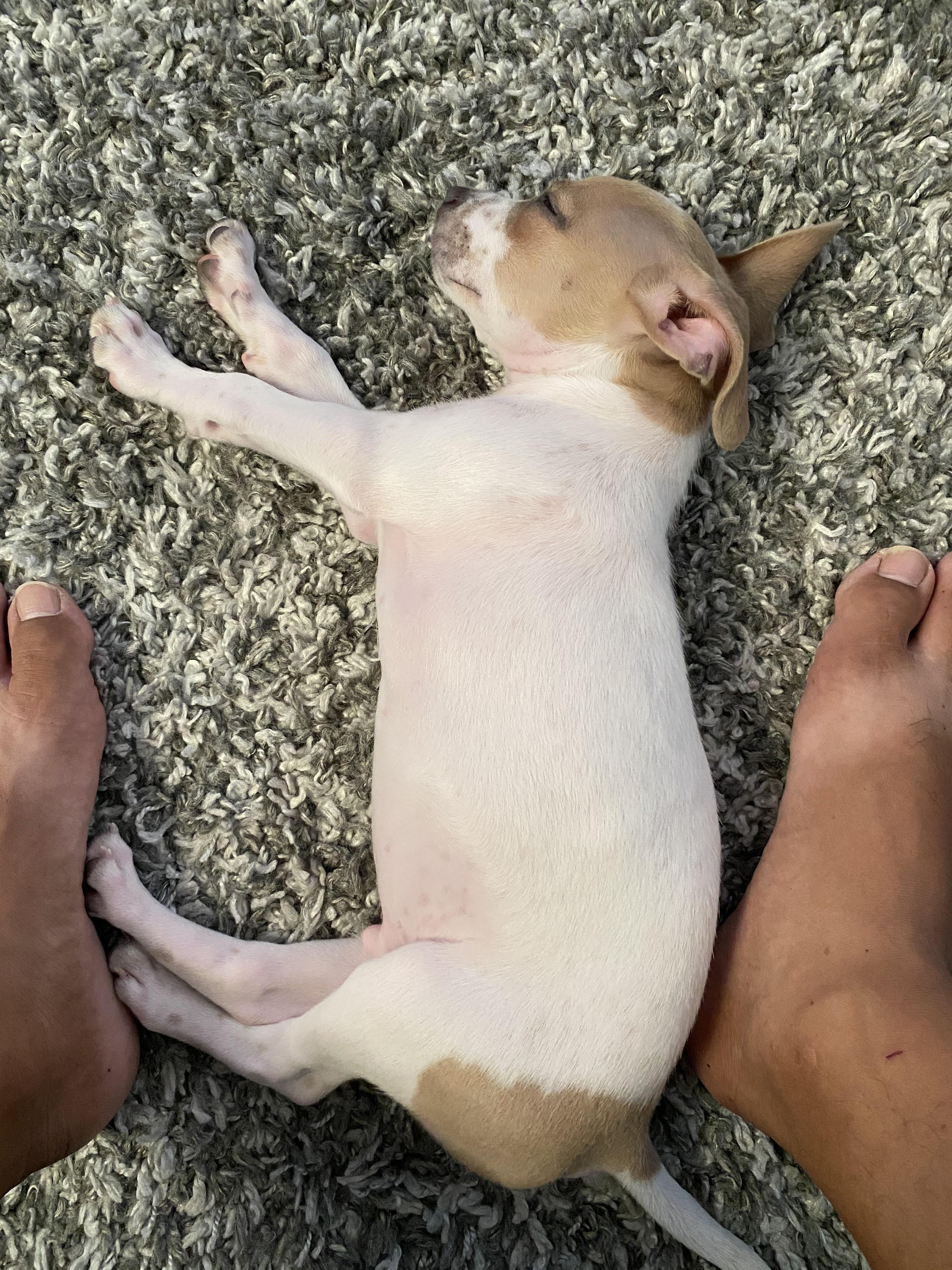 Appa is so cute when asleep. | Scrolller