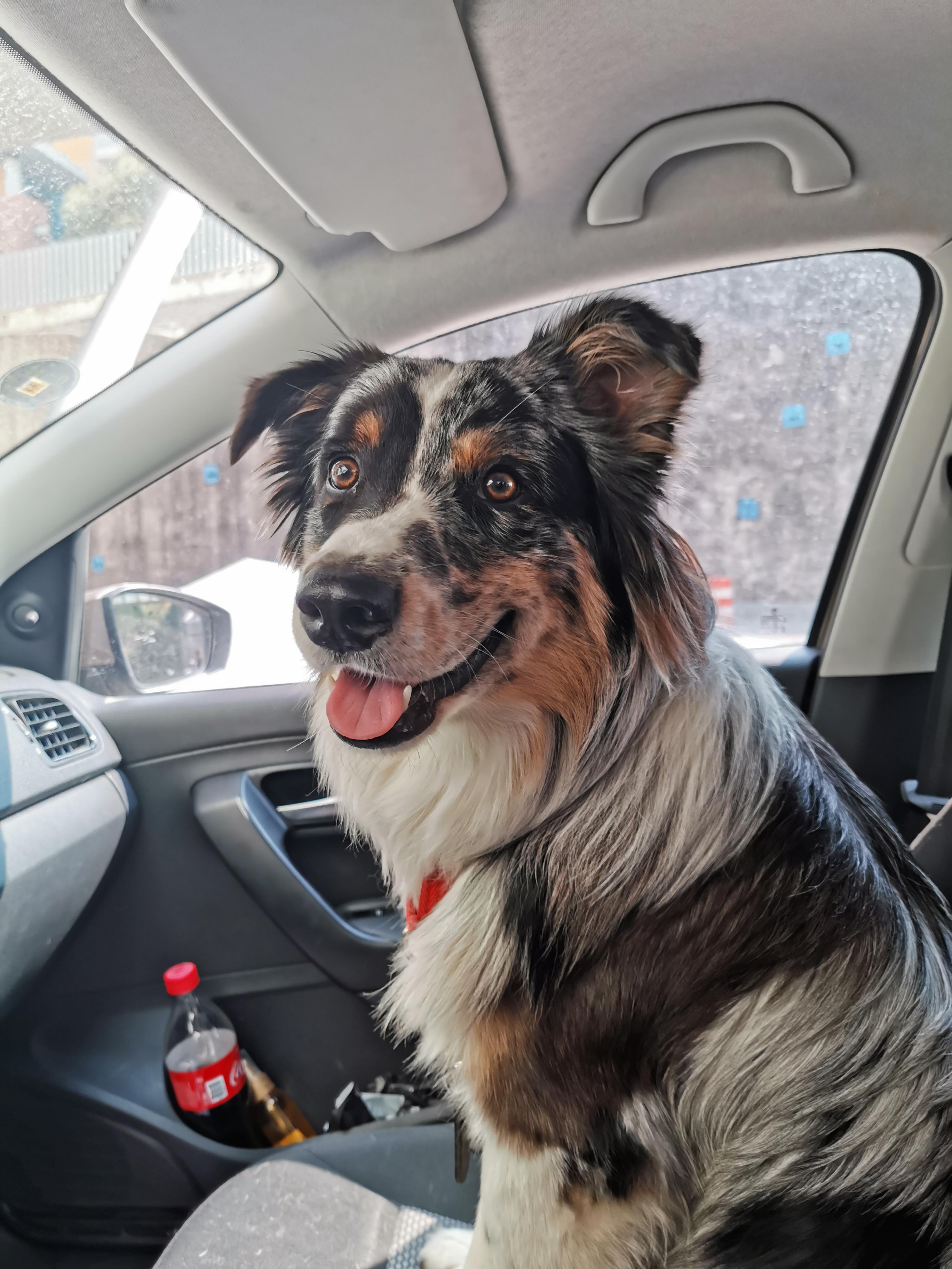 Appa the aussie | Scrolller