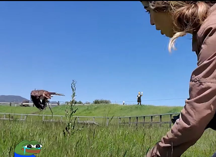 appreciation thread for mizkif for saving the bird | Scrolller