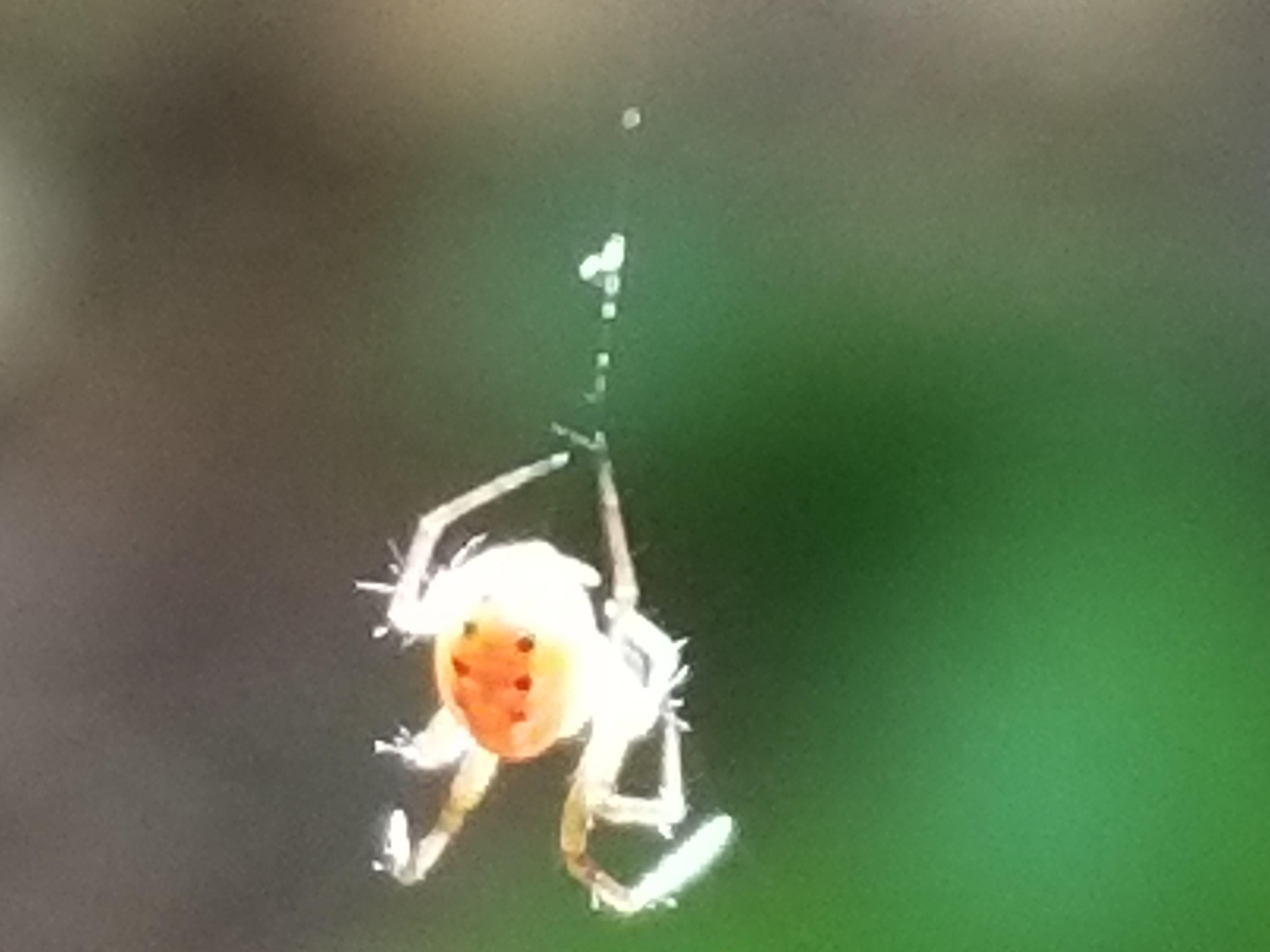 Approximately 1.5mm spider. | Scrolller