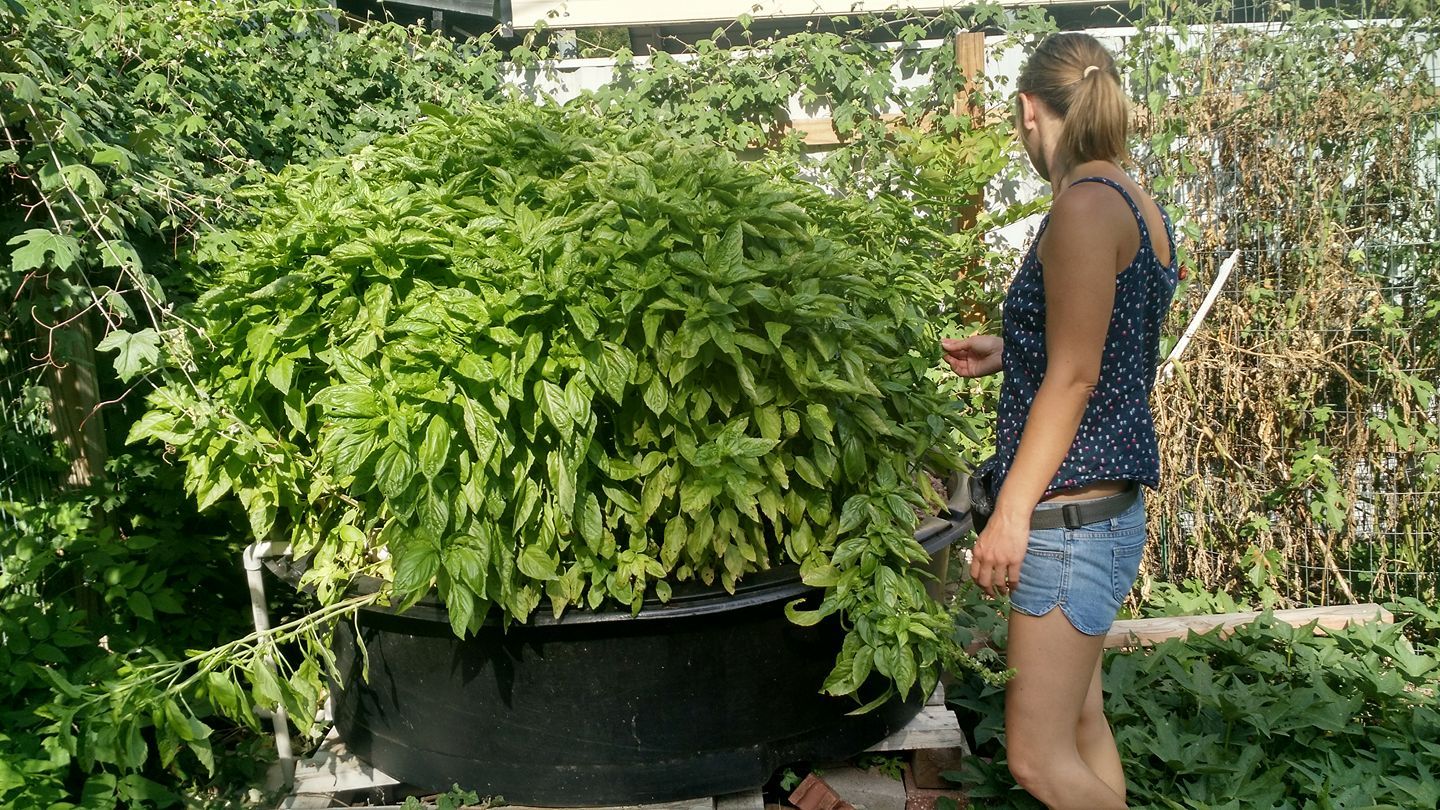 Aquaponic grown basil. 330 gallon tank with channel cats. 250 gallon grow bed. Flood and drain ...
