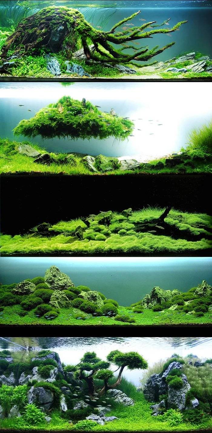 Aquascaping by Takashi Amano | Scrolller