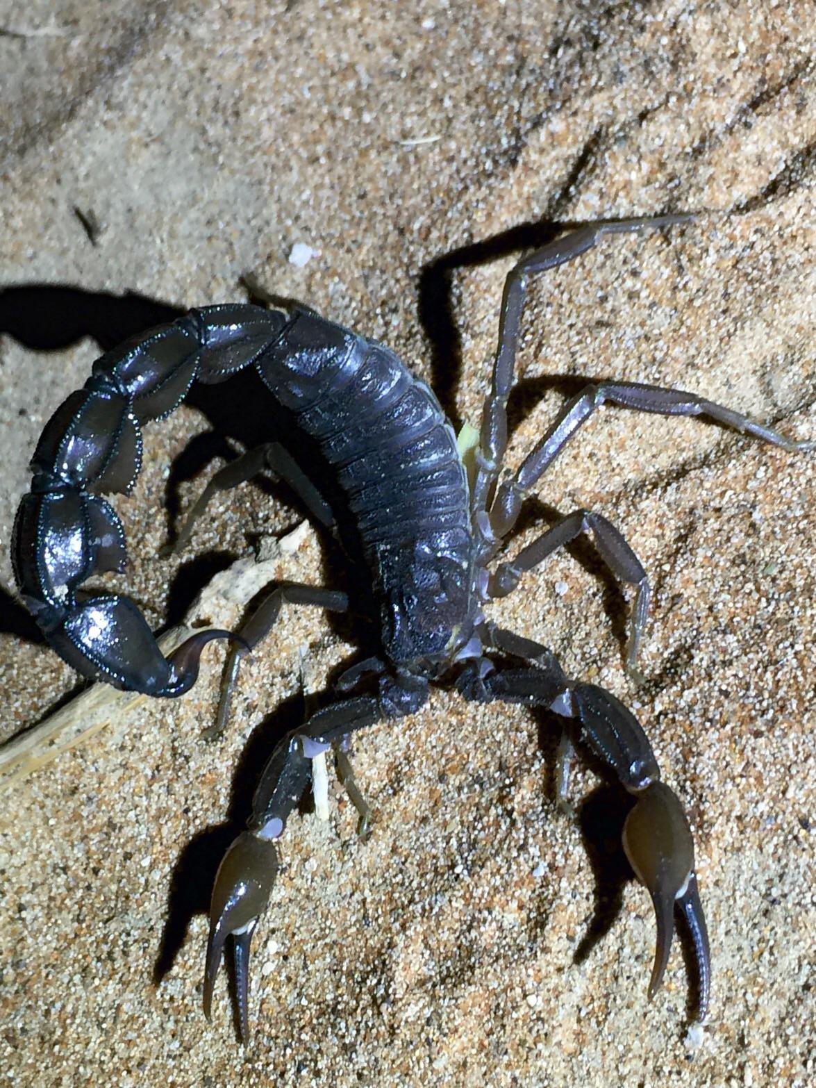 Arabian fat tailed scorpion | Scrolller
