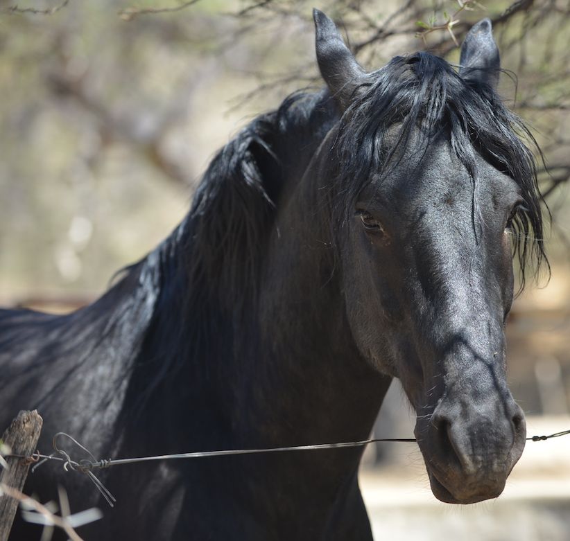 Arabian - OC | Scrolller