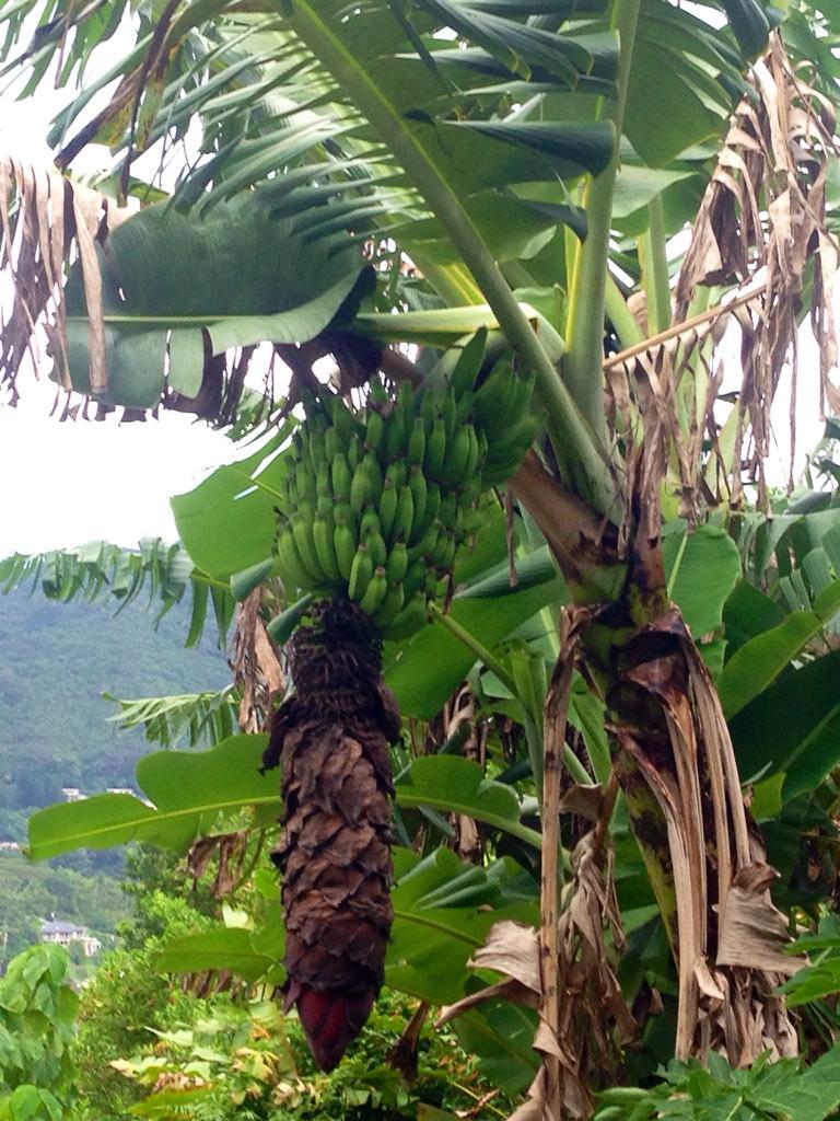 Are these ready for harvest? Hurricane coming and worries they'll be ...