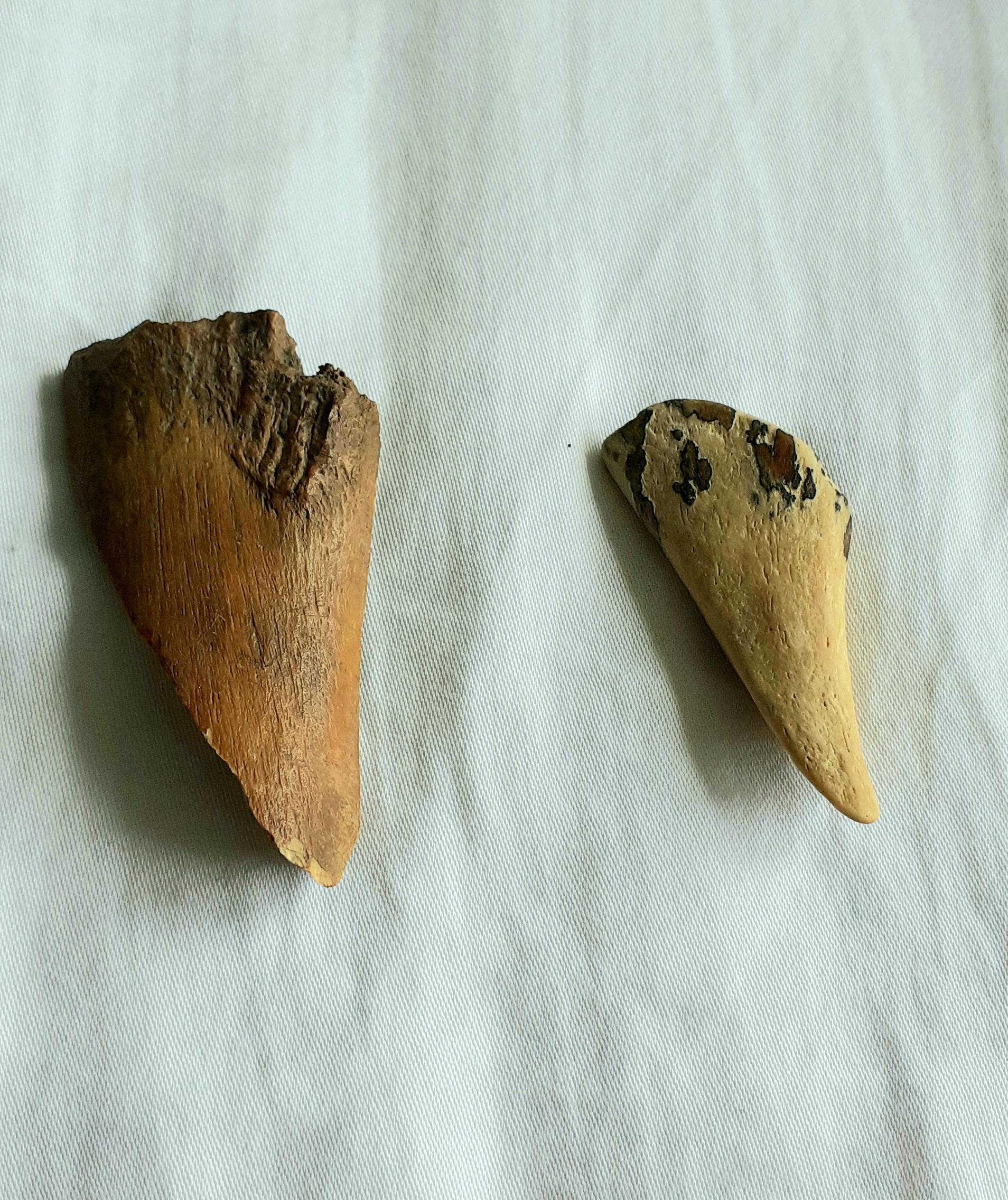 Are these shark teeth? | Scrolller