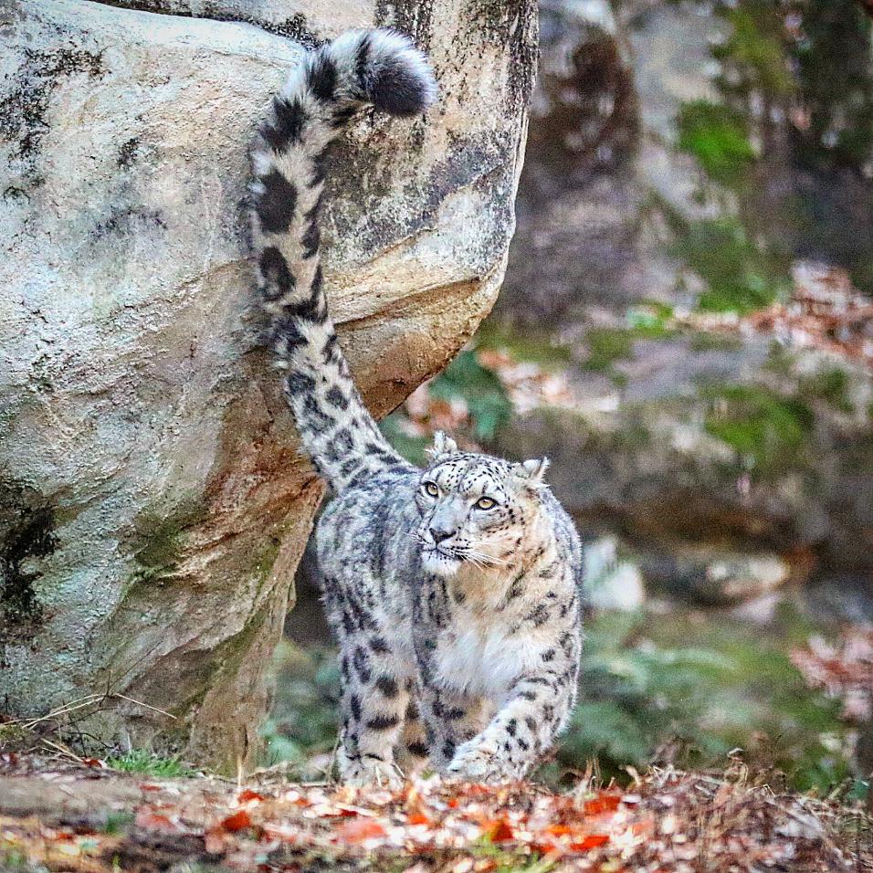 Arguably, one of the best examples ever, of how long a snow leopards tail can be, | Scrolller