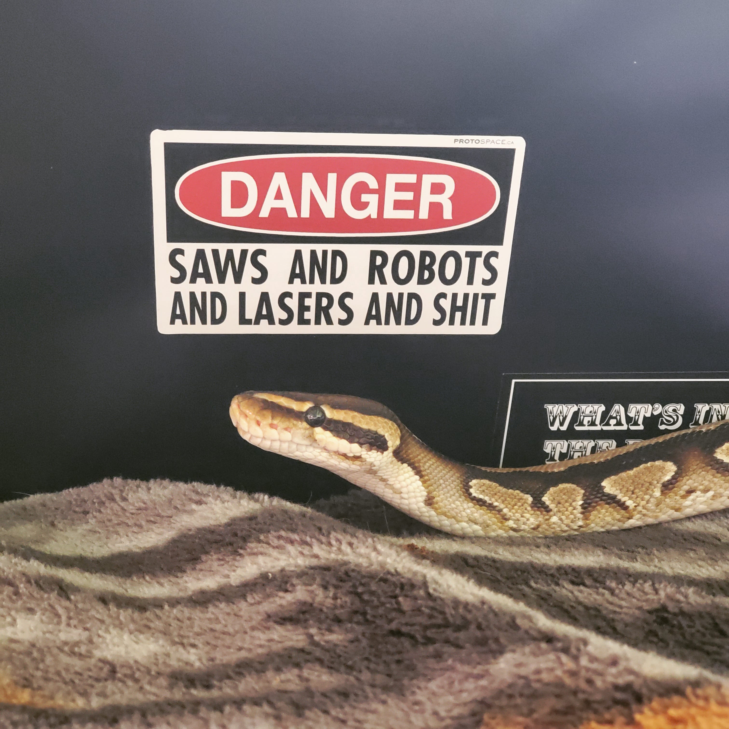 Aries happily posing for the camera | Scrolller