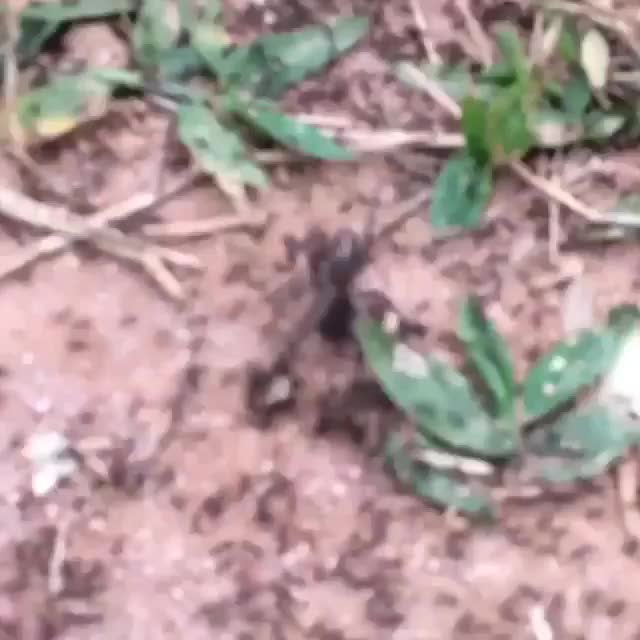 Army ants battling and overcoming a tarantula | Scrolller