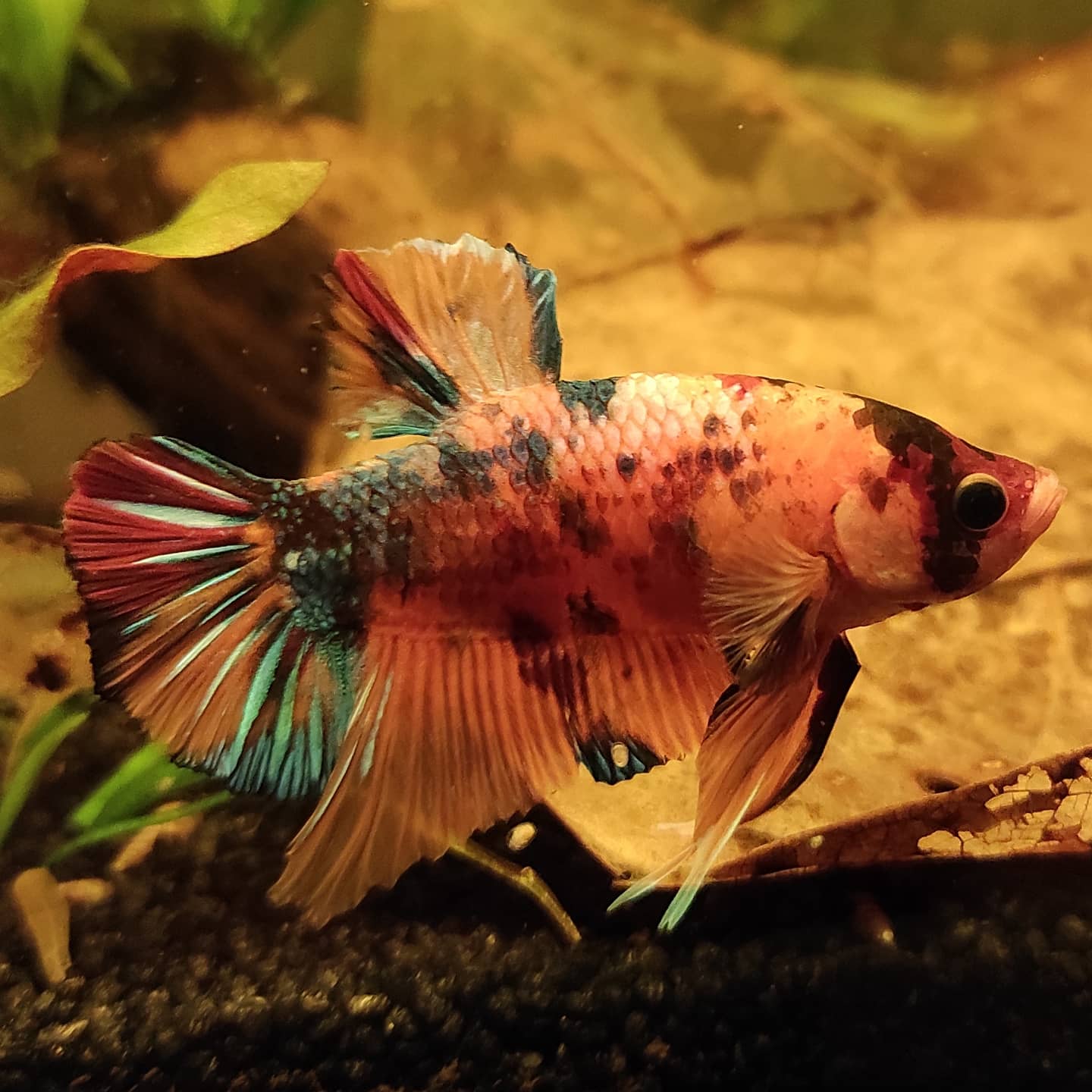 Arrak, my colorful betta plakat | Scrolller