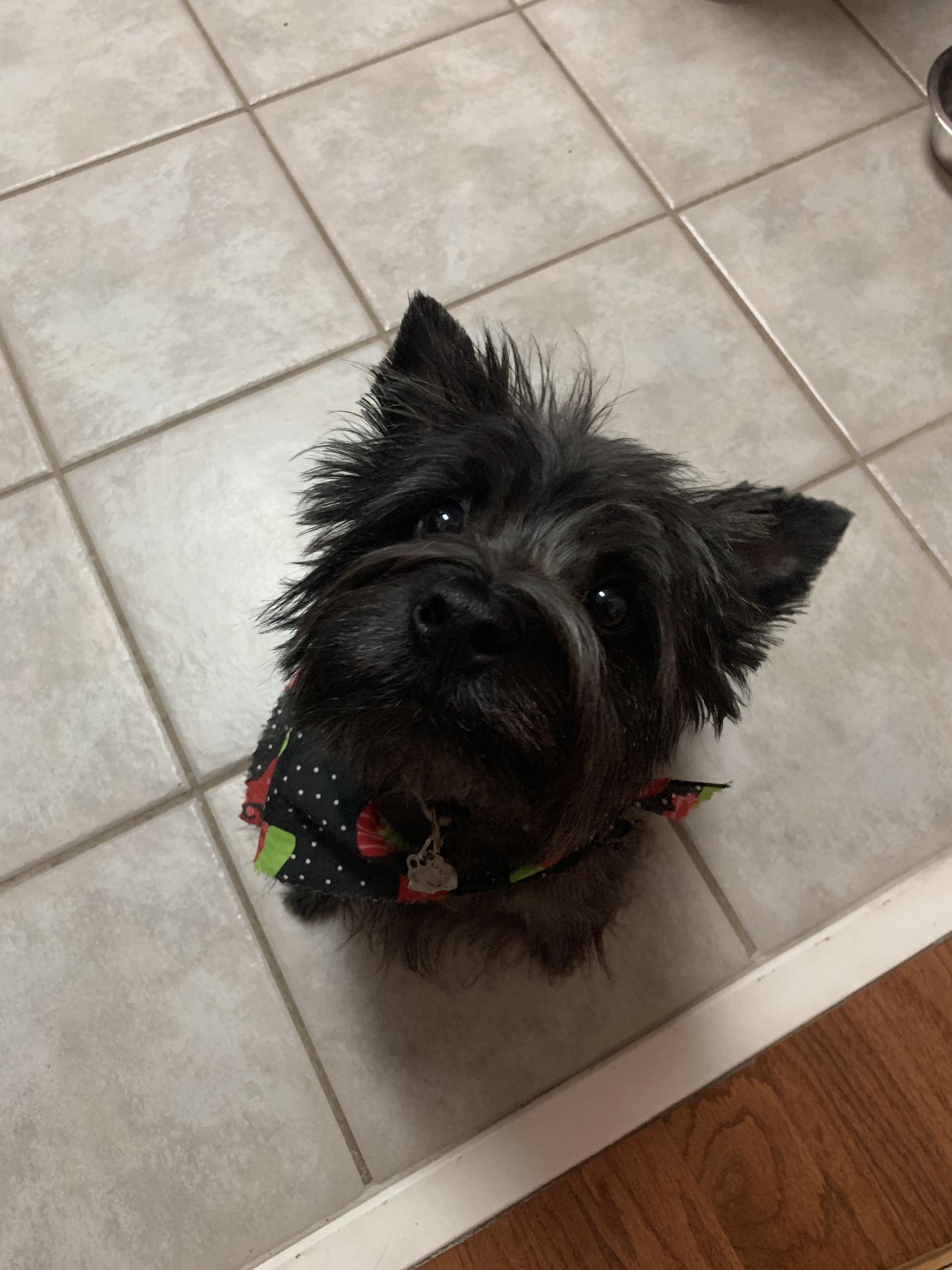 Asher fresh from the groomers | Scrolller