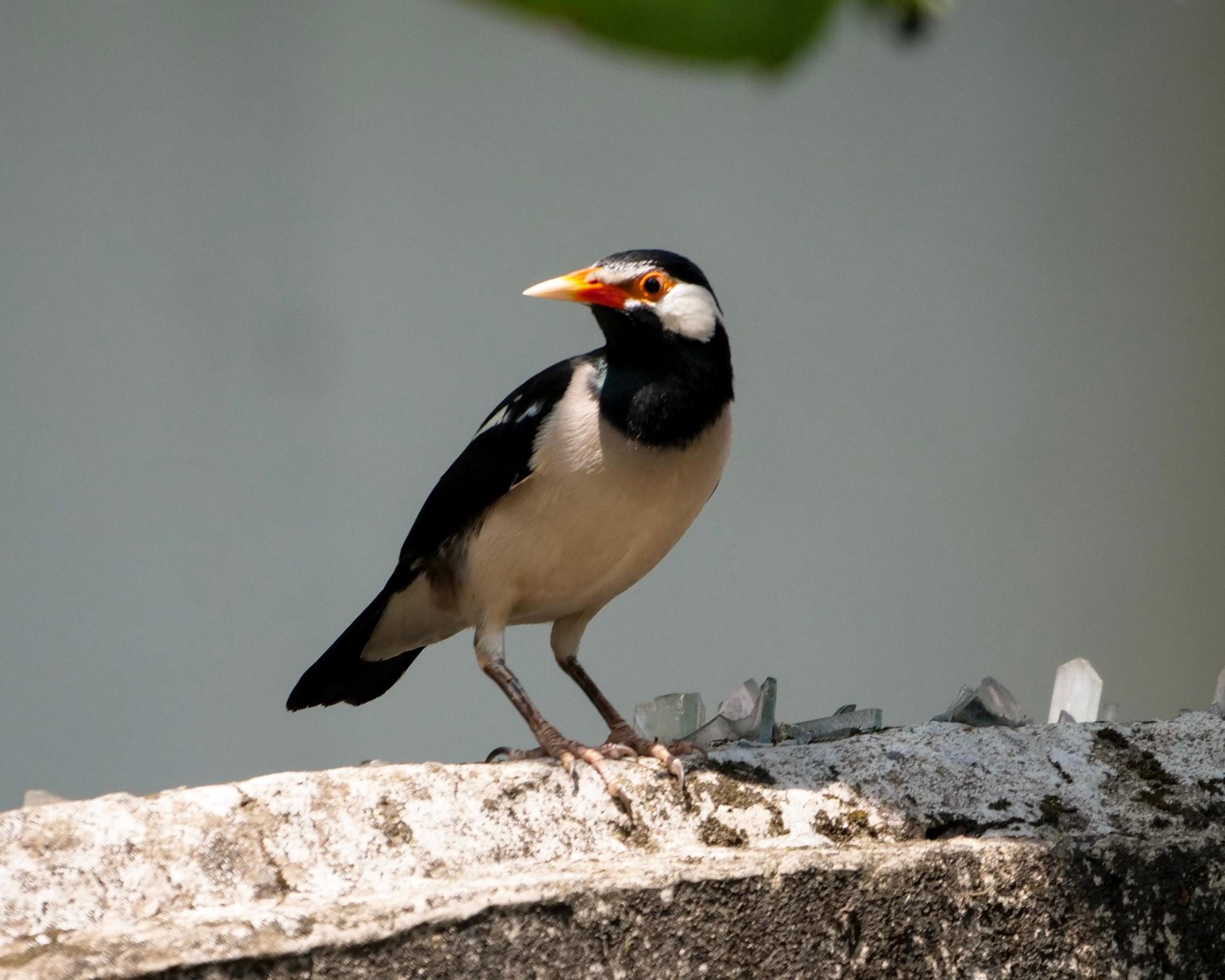 Asian pied Starling giving a pose in my backyard | Scrolller