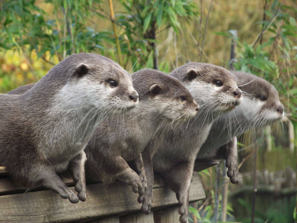 Asian short clawed otter family | Scrolller