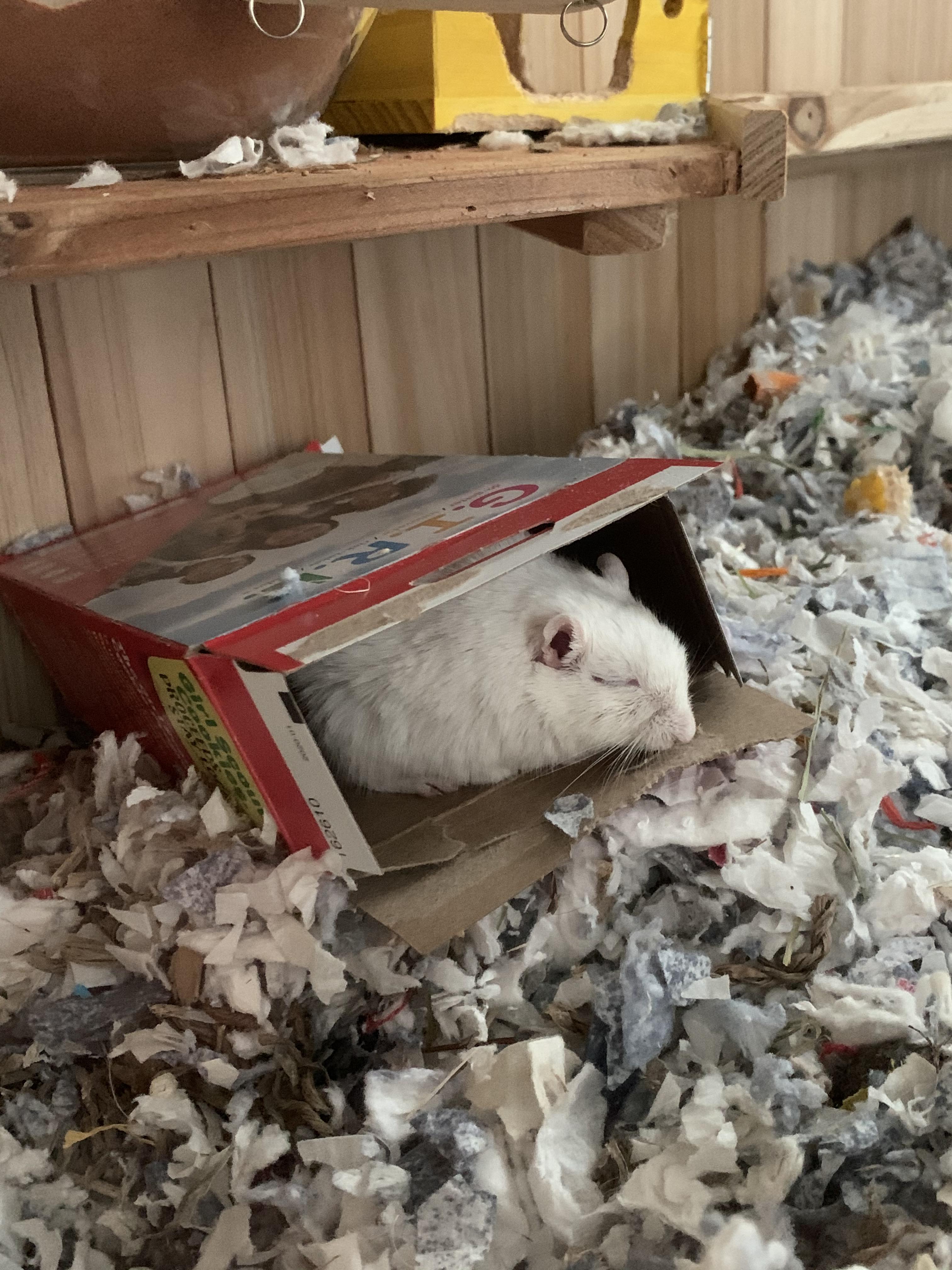 Asleep in the Girl Scout cookie box... | Scrolller